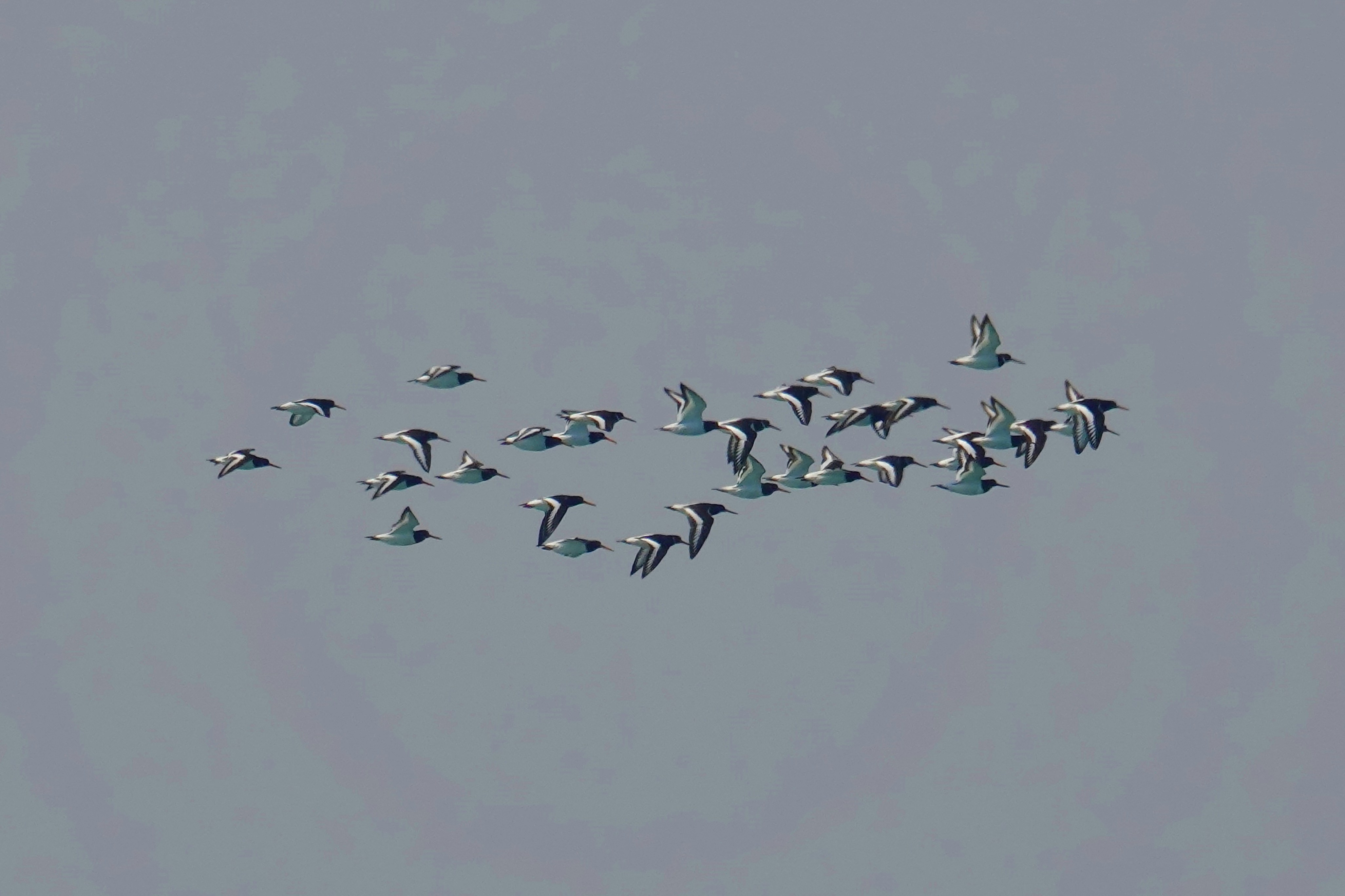 Photo by Trevor John Williams with Sony Cyber-shot RX10 IV