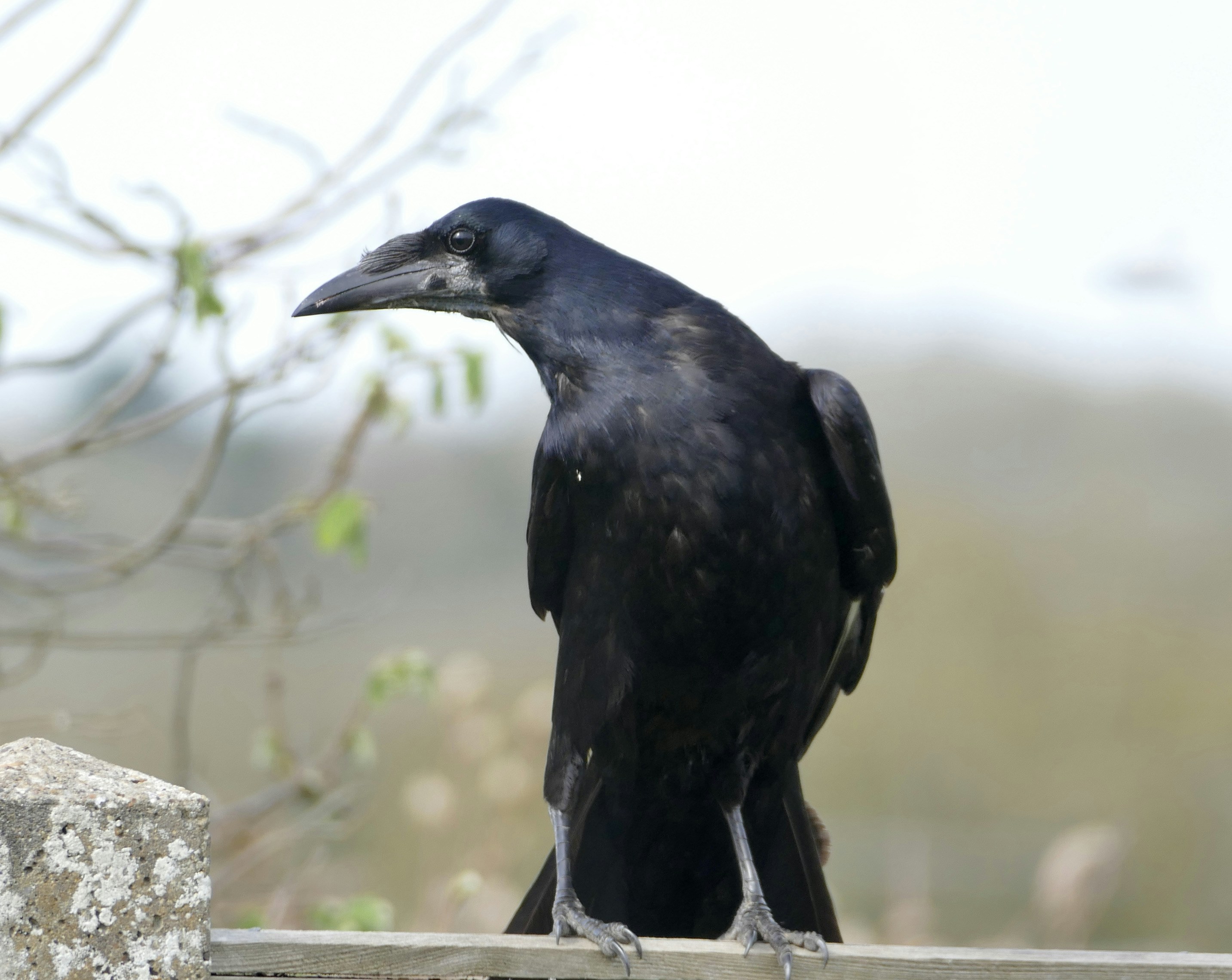 Un oiseau noir assis au sommet d’une clôture en bois photo – Photo ...