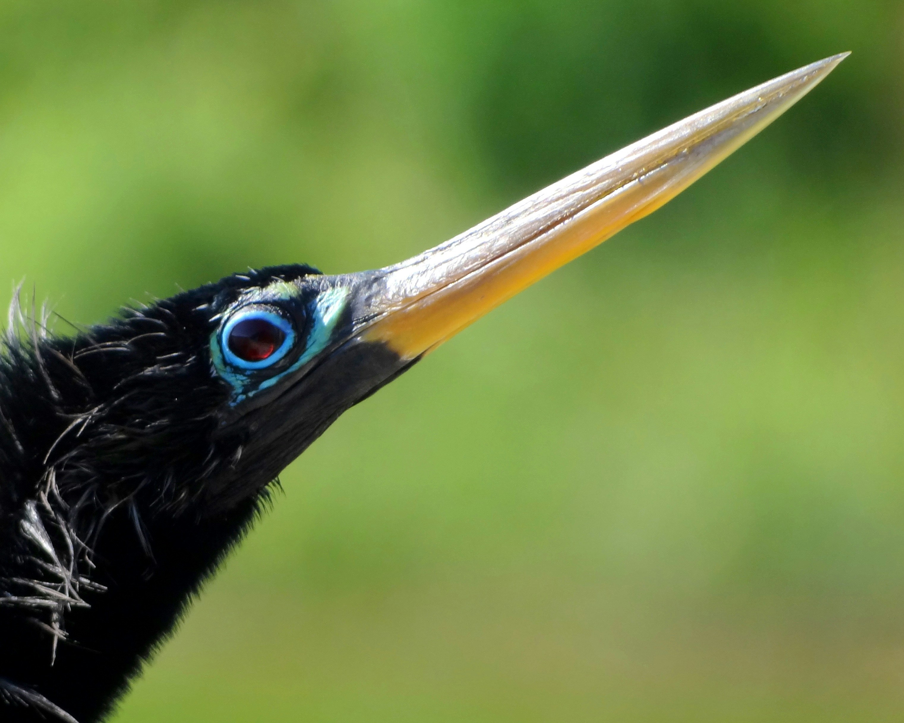 A Thunderous Gaze: Stretched Beak to the Sky