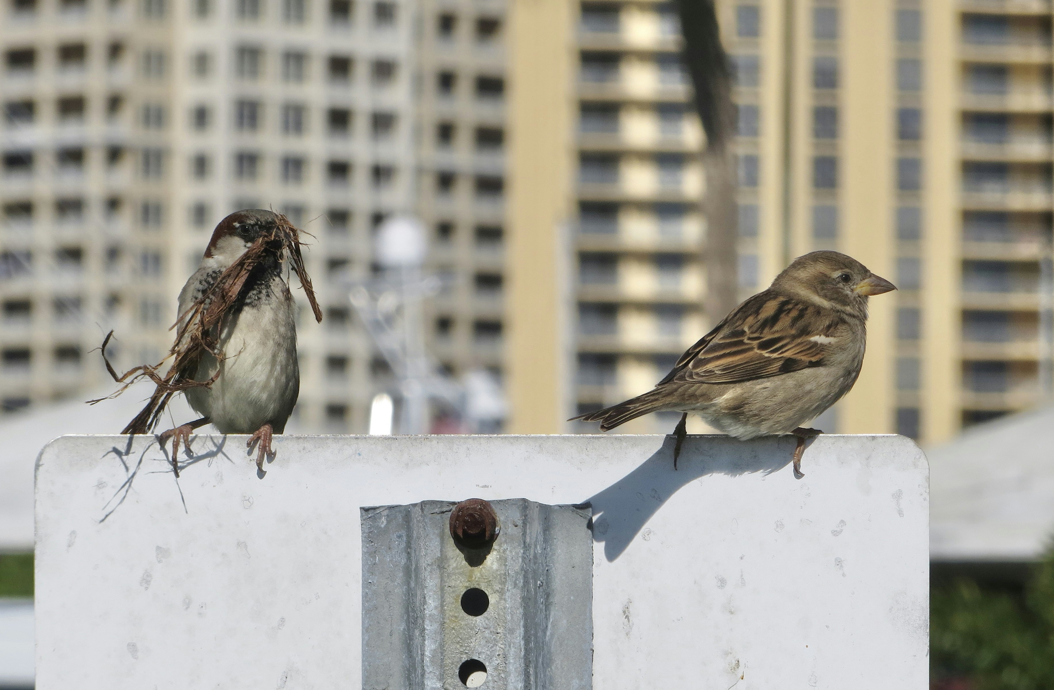 Two Urban Birds on a Concrete Ledger