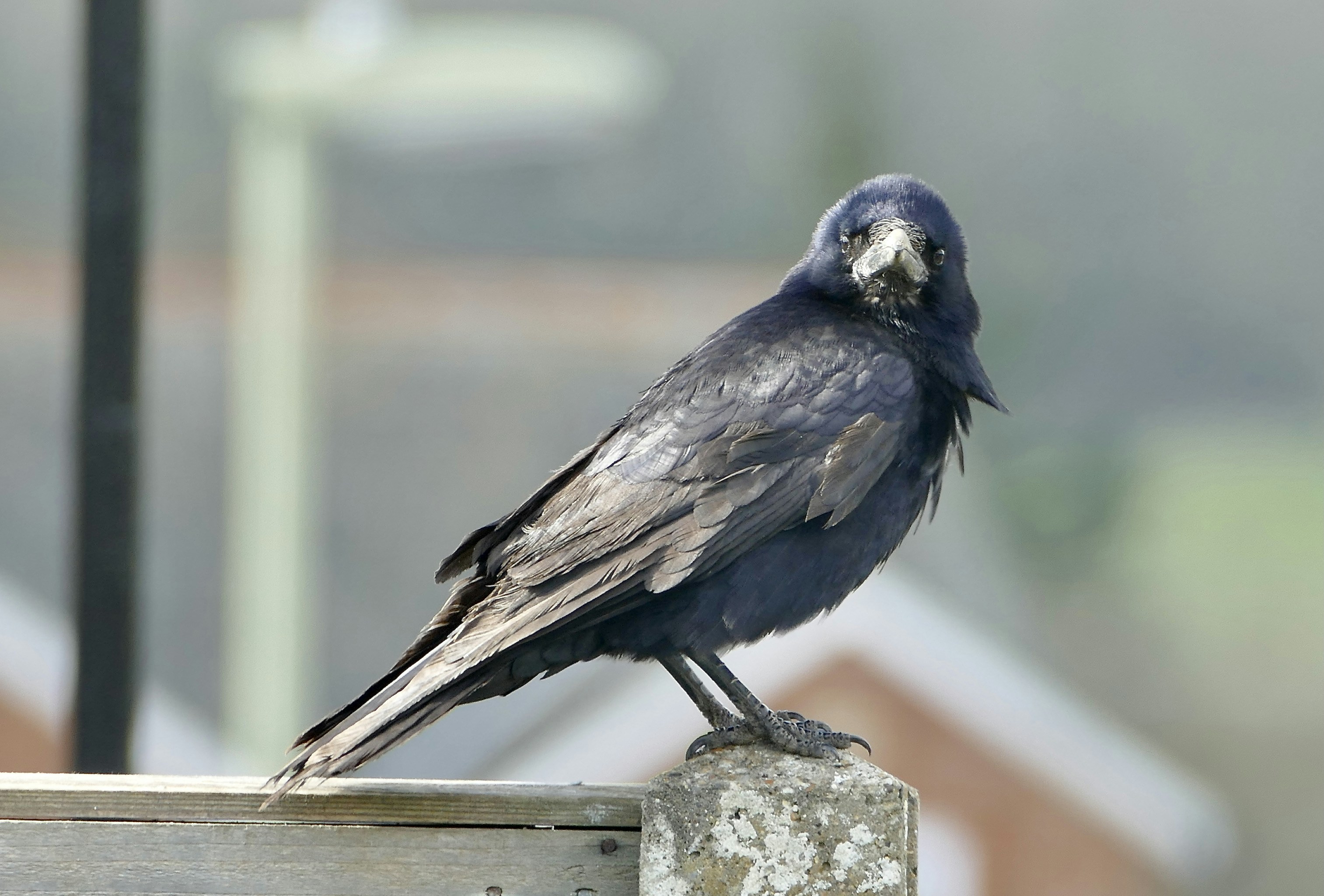 Crow on a Weathered Post: Quiet Focus in a Backyard Moment