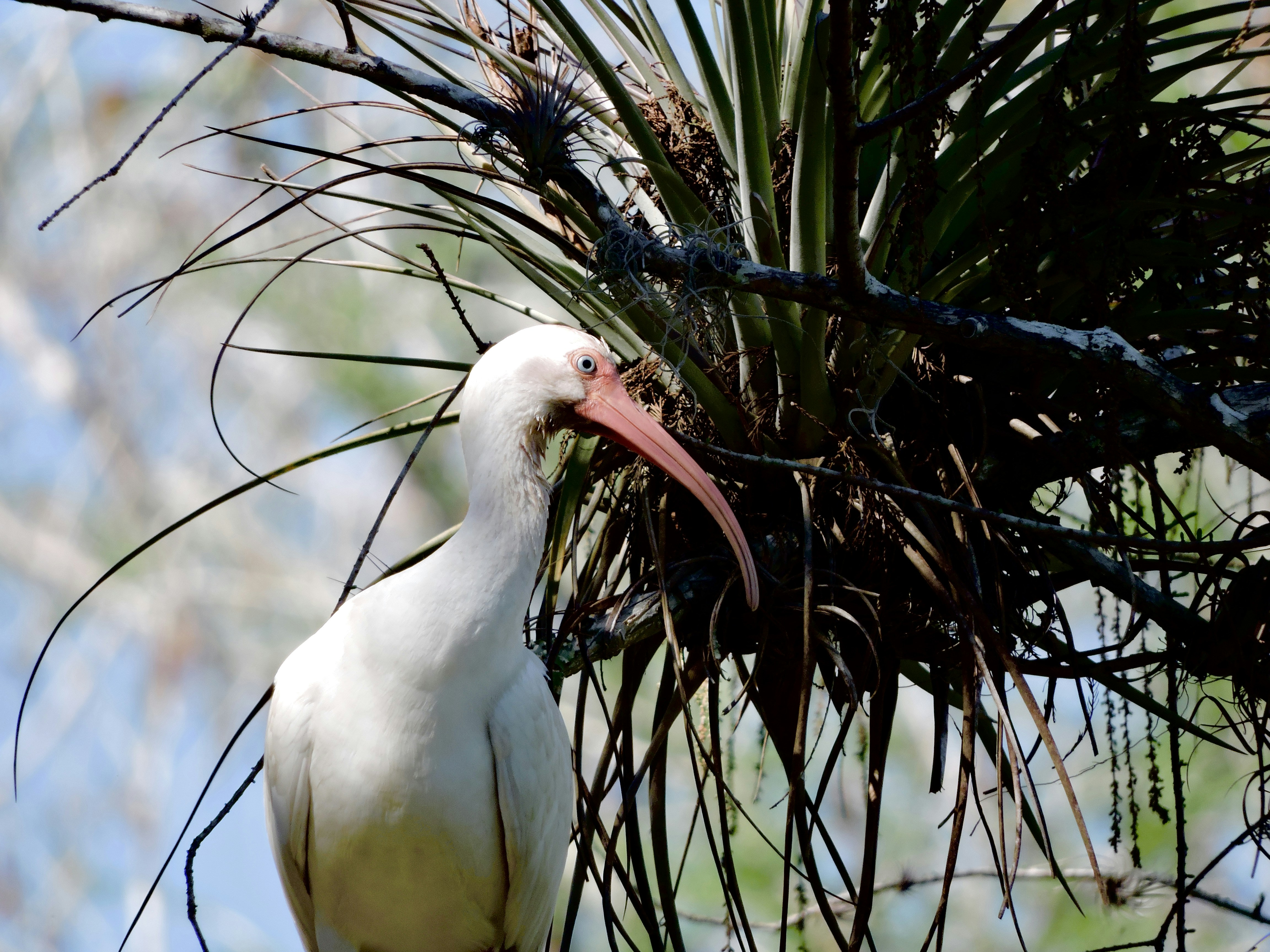 White ibis perched near a palm tree, showcasing its distinctive long beak and elegant posture.