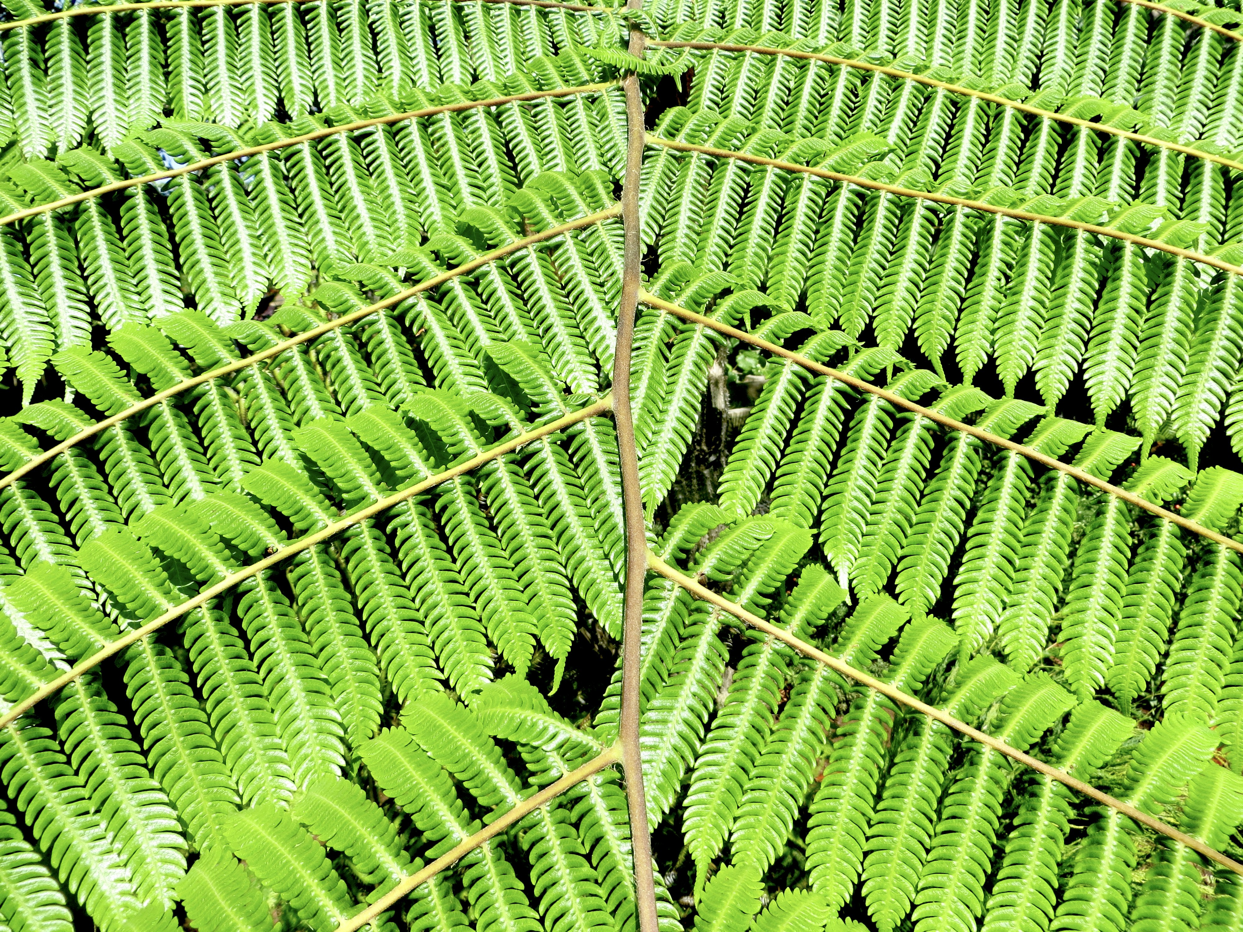 Emerald Lattice: Close-Up of Fern Fronds Forming a Geometric Tapestry