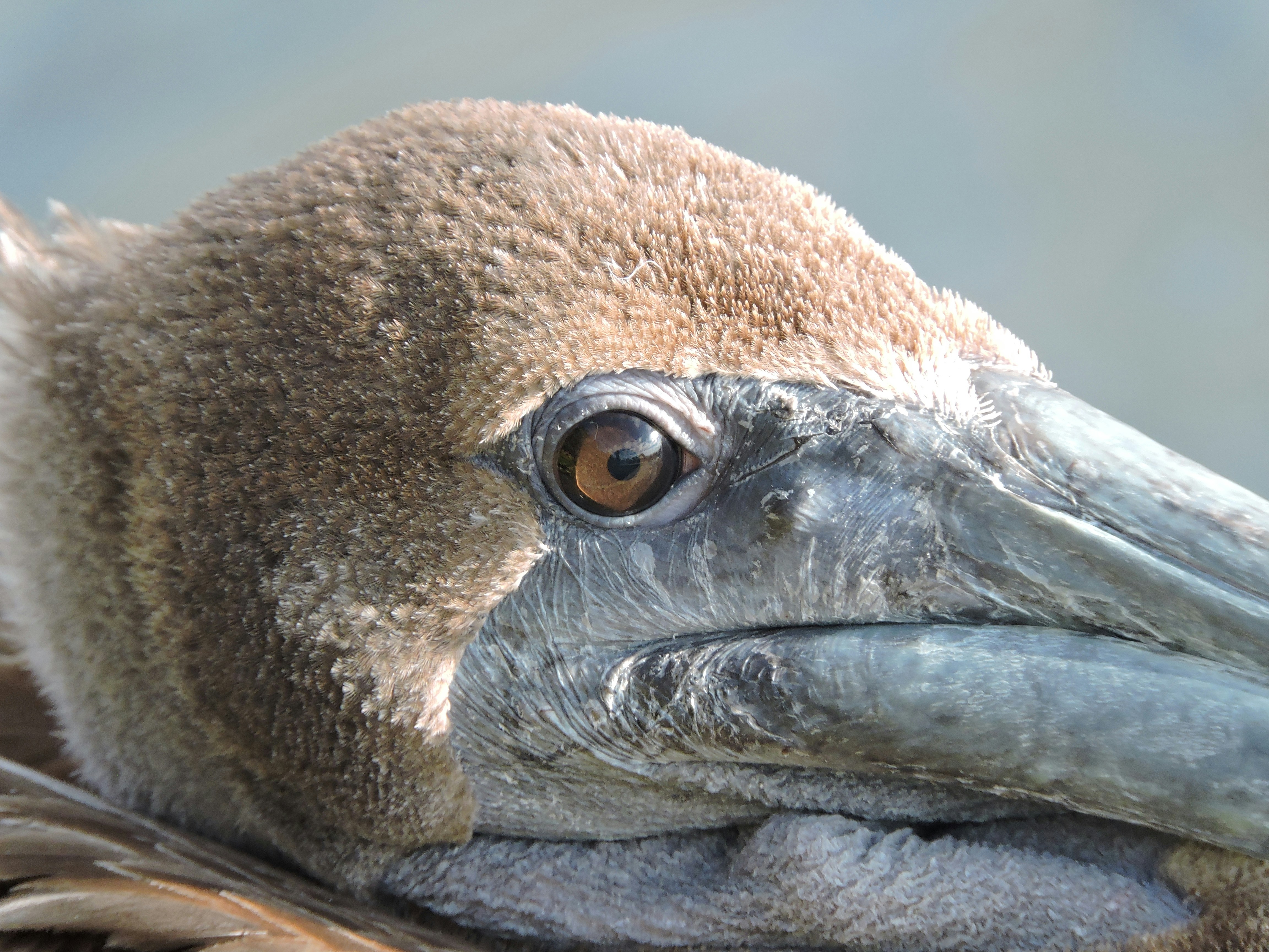 Huge Beak