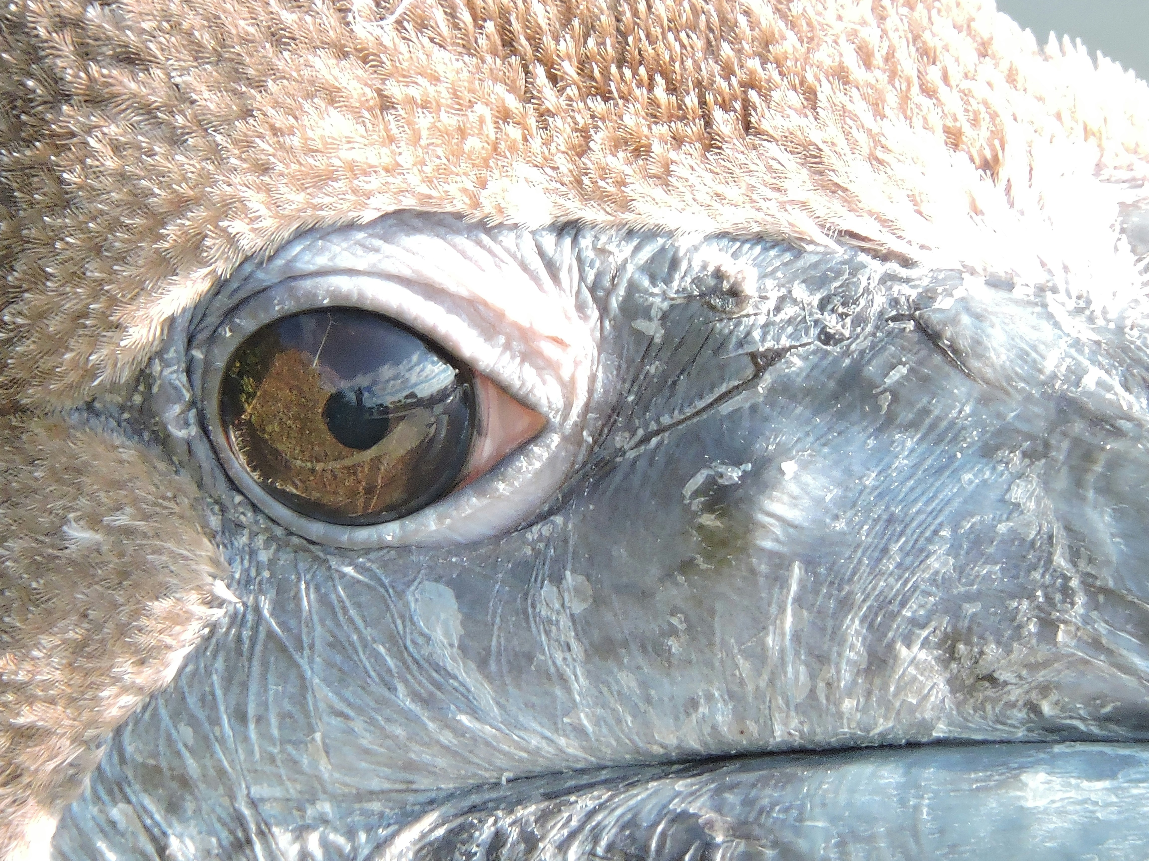 Close-up of a pelican's eye showcasing intricate details and reflections of its surroundings.