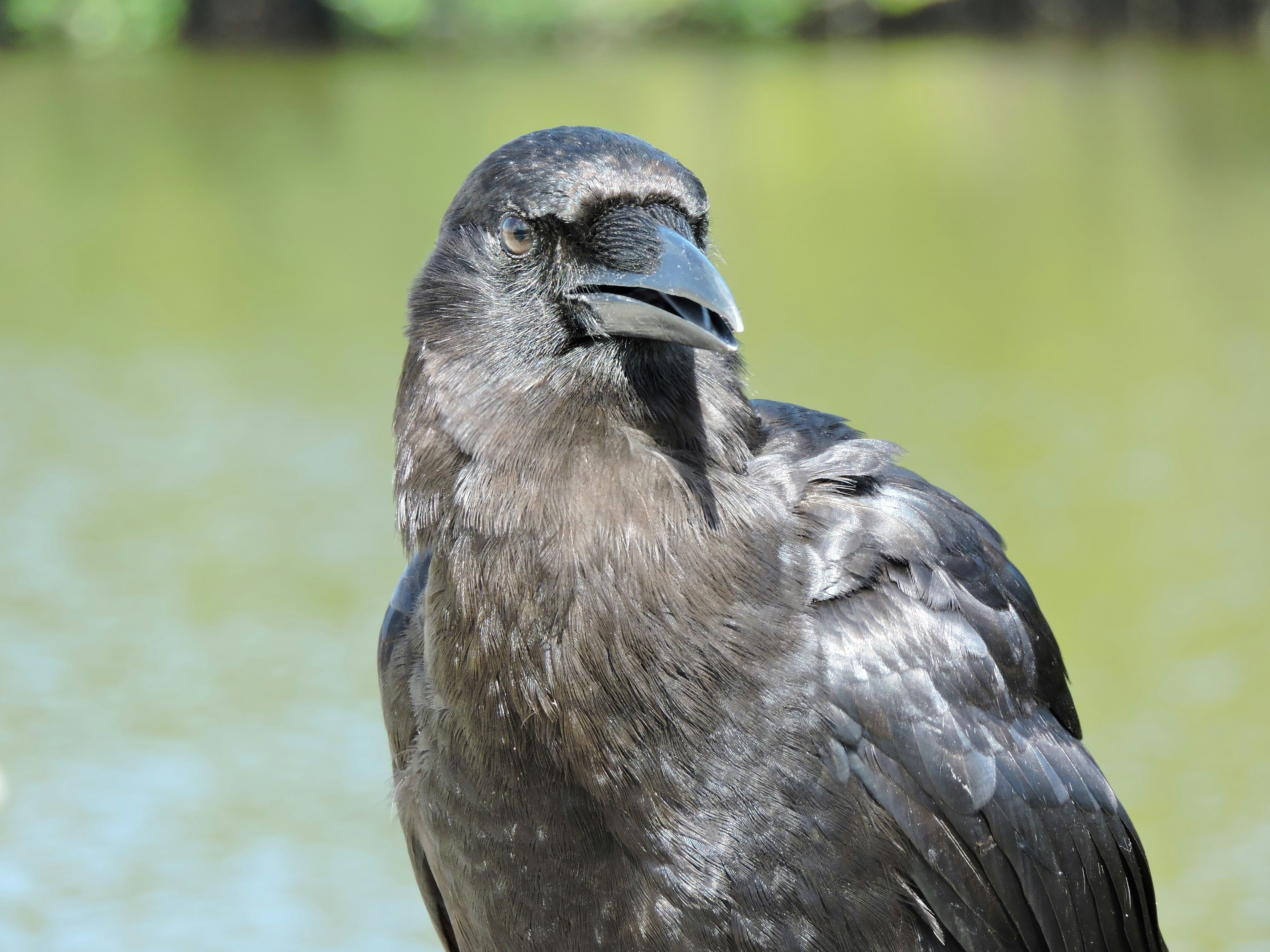 Close-up of a raven with intense gaze, set against a blurred green background. The bird's glossy feathers reflect sunlight.