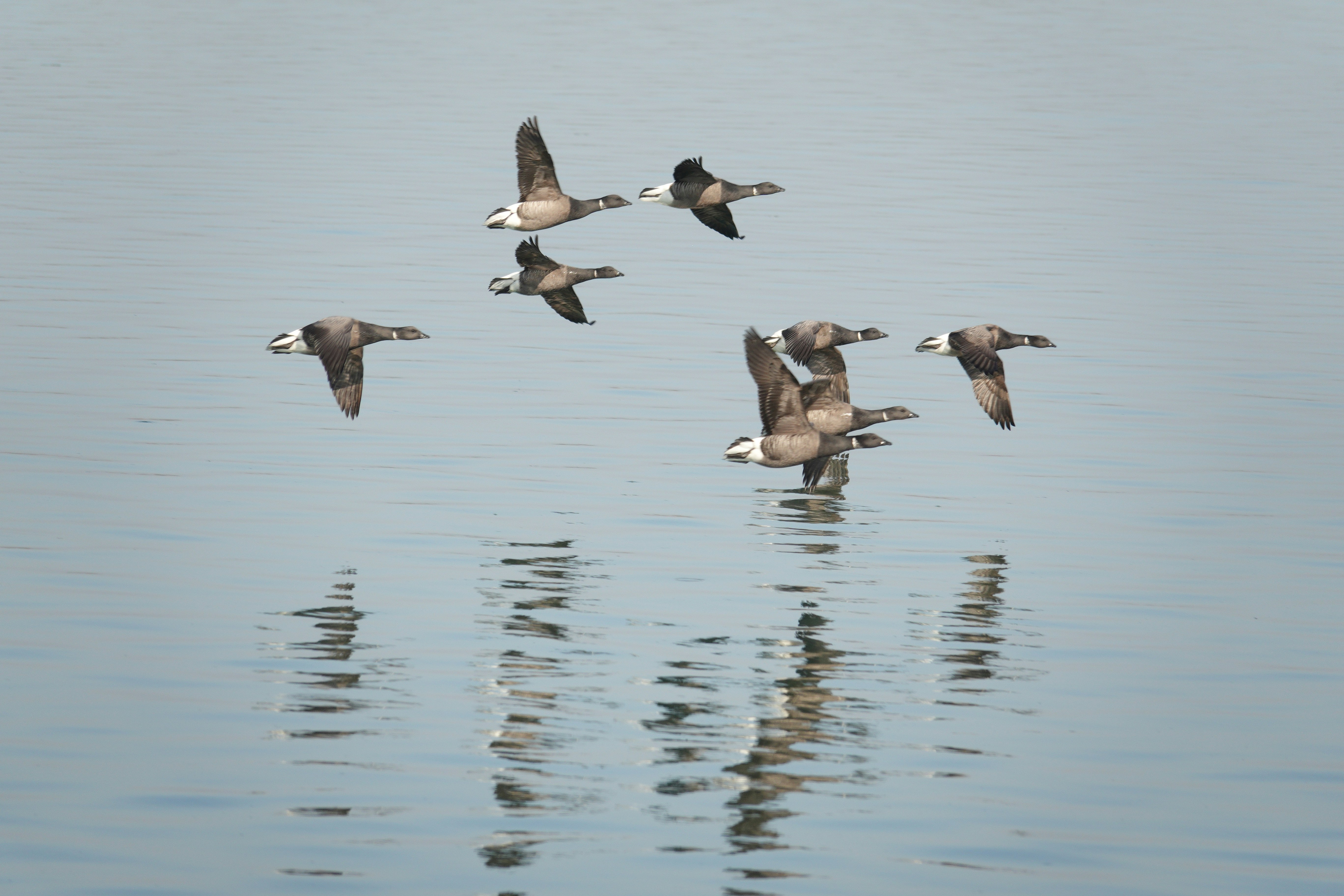 Winged Chorus Over a Glassy Lake, Leaving Mirror Ripples
