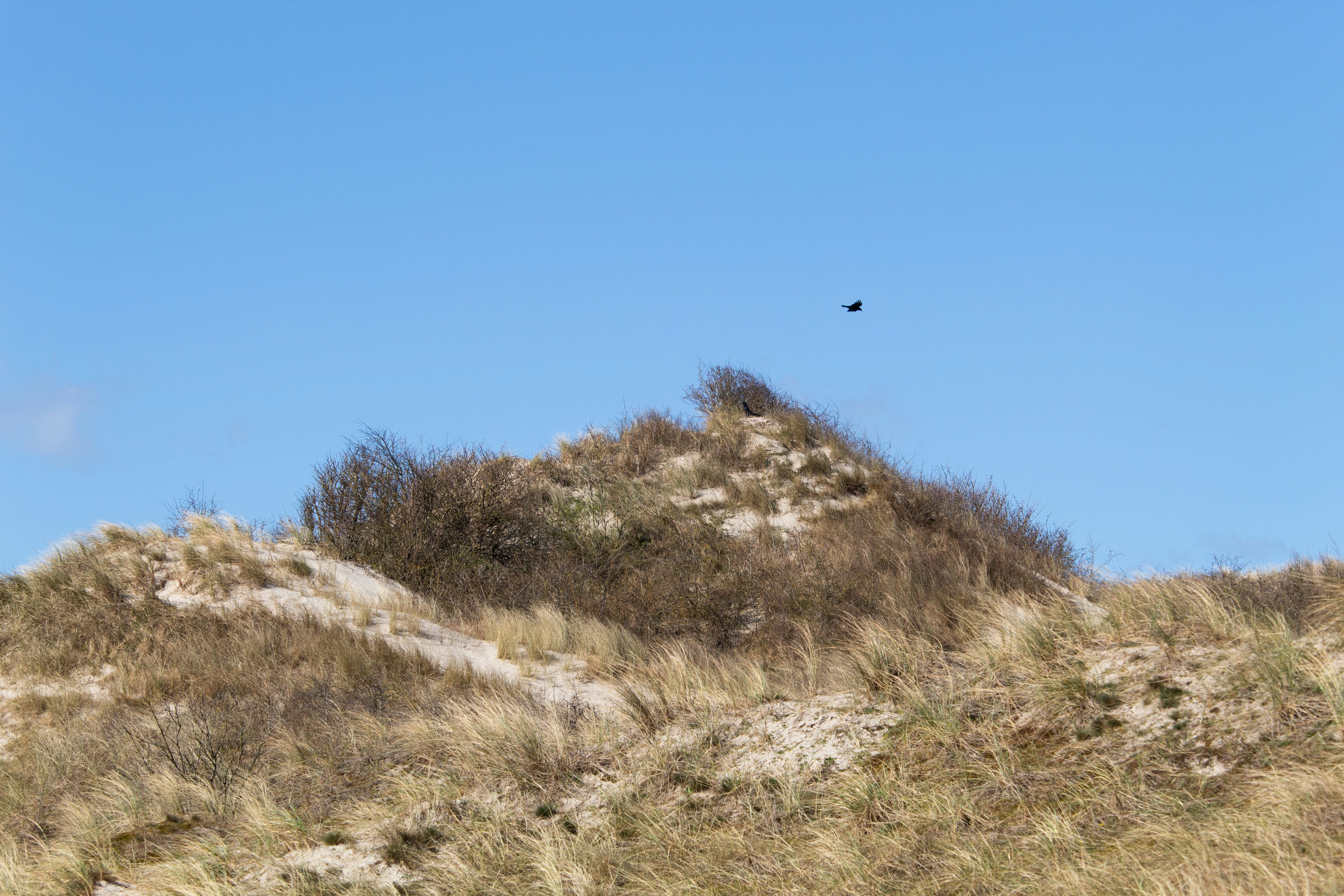 Dune Crest, a Lone Bird, and the Quiet Blue Sky
