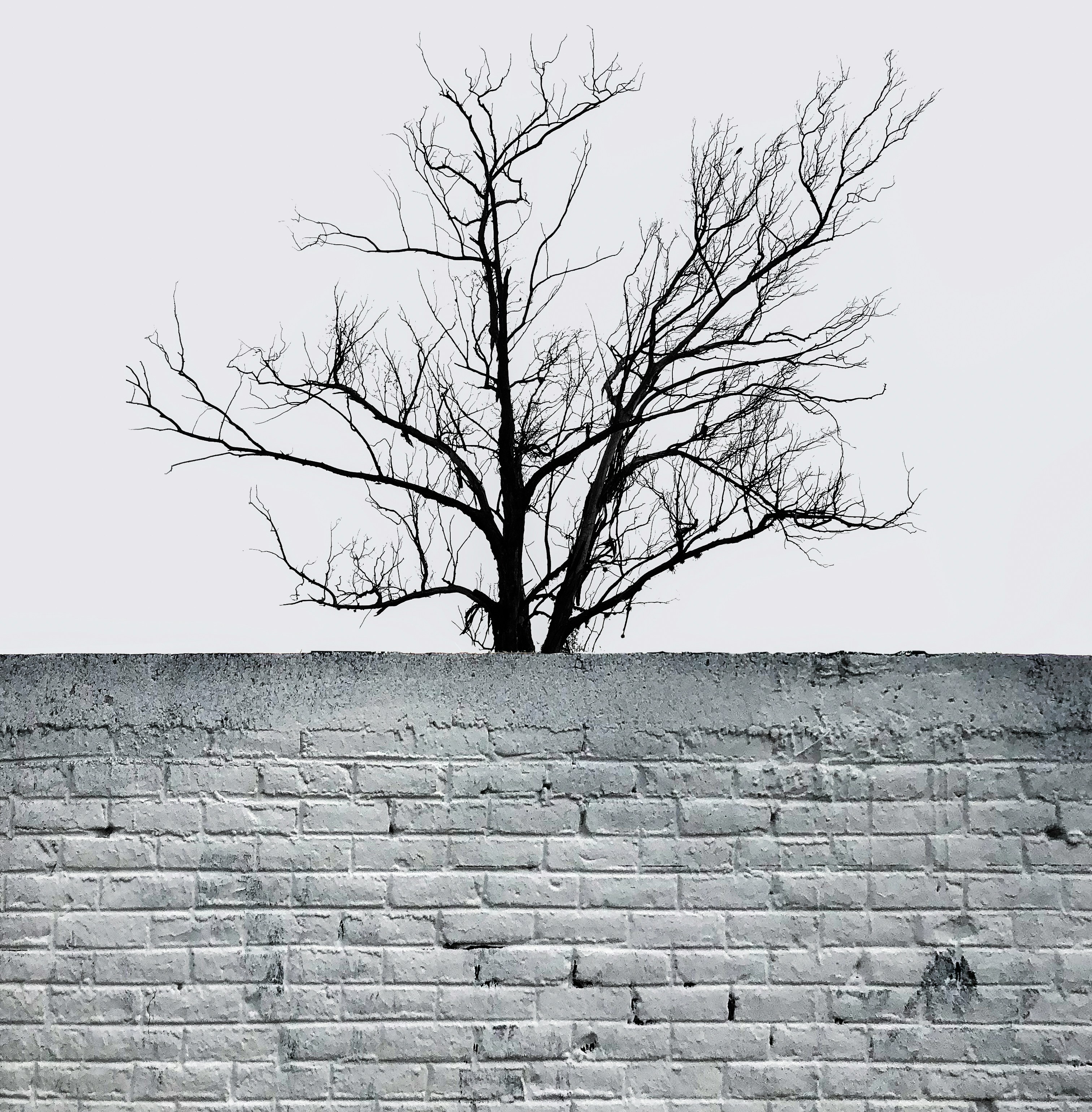 Lone Tree Above the Brick Barrier: A Minimal Monochrome Moment