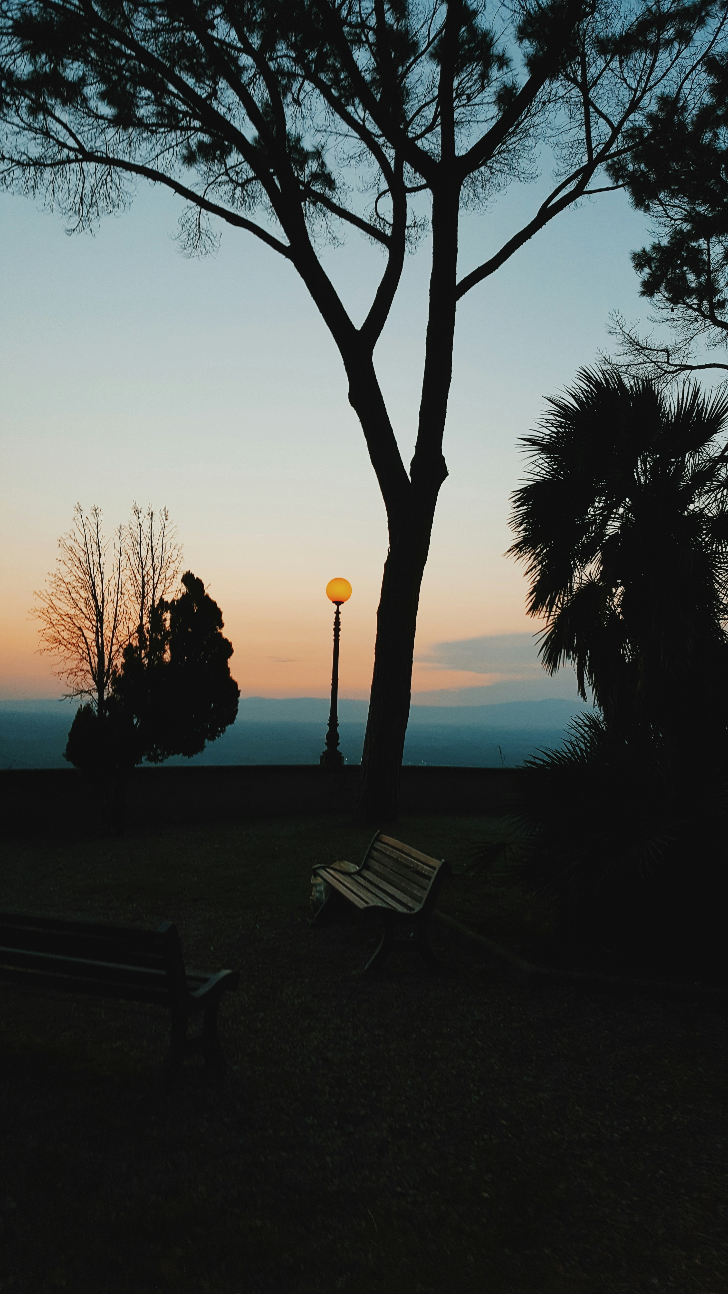 Lantern Halo Between Shadowed Trees at Sunset