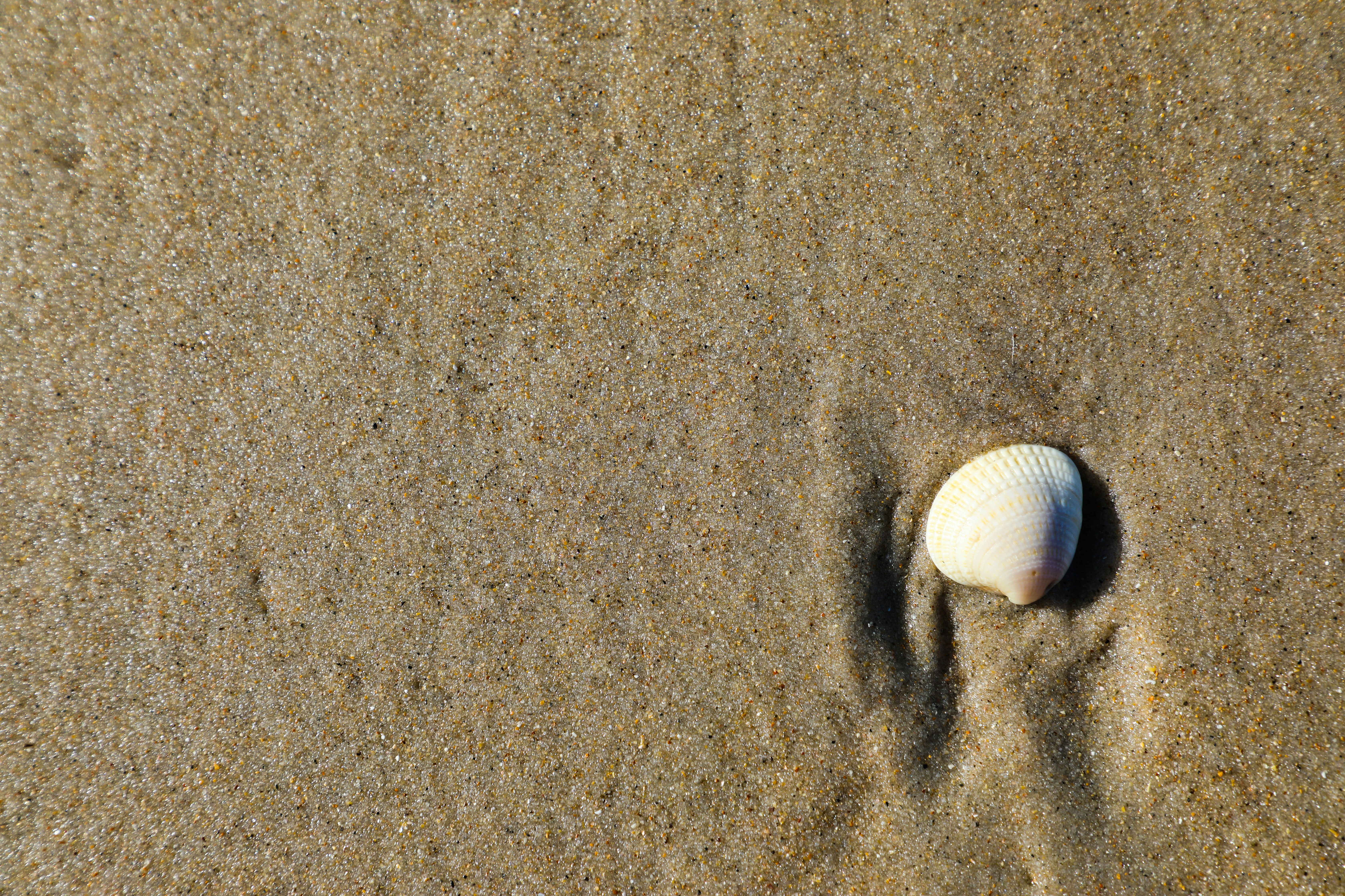 a white shell is in the sand on the beach