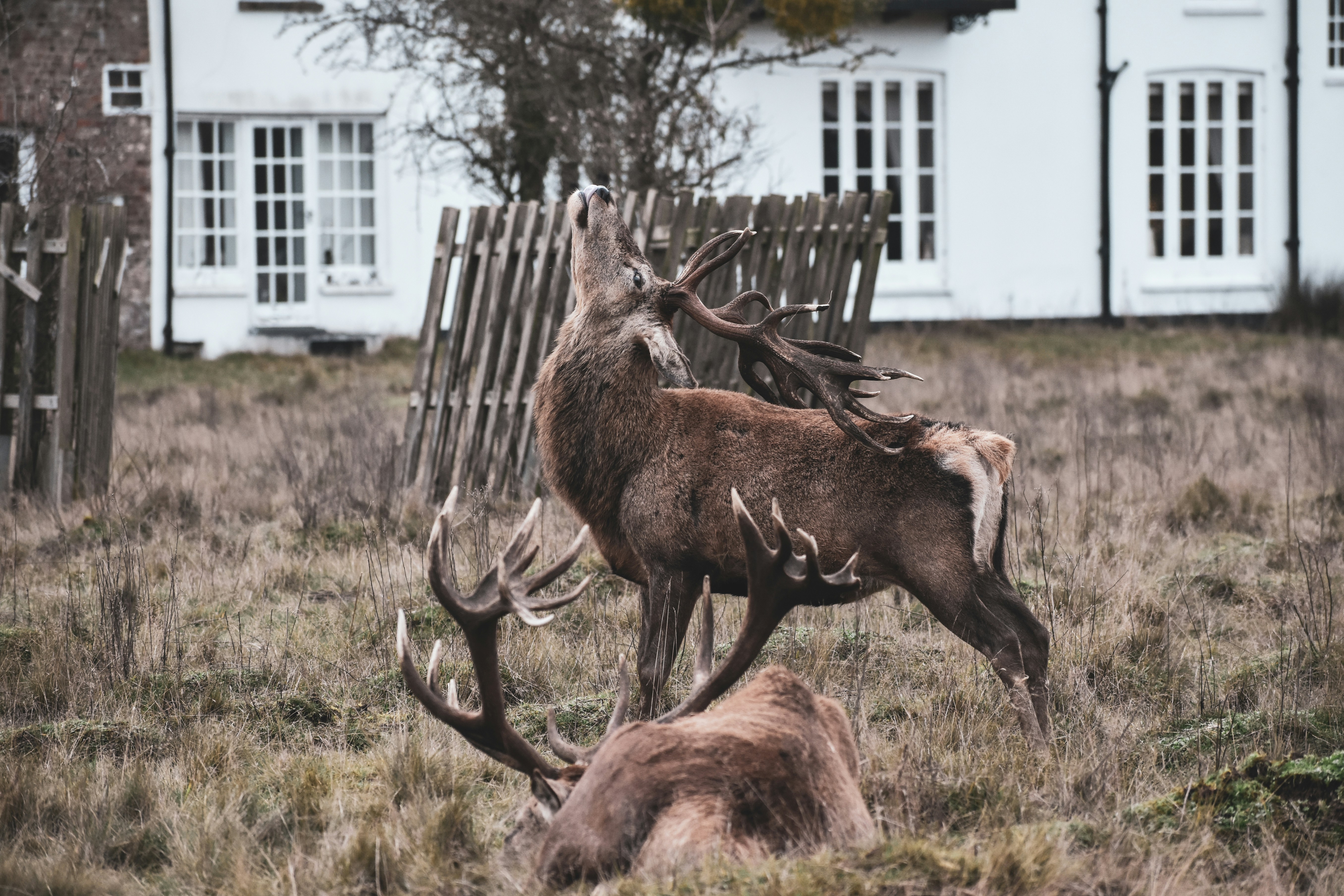 Rustic Field Duel: Majestic Stag Above the Fenced Cottage