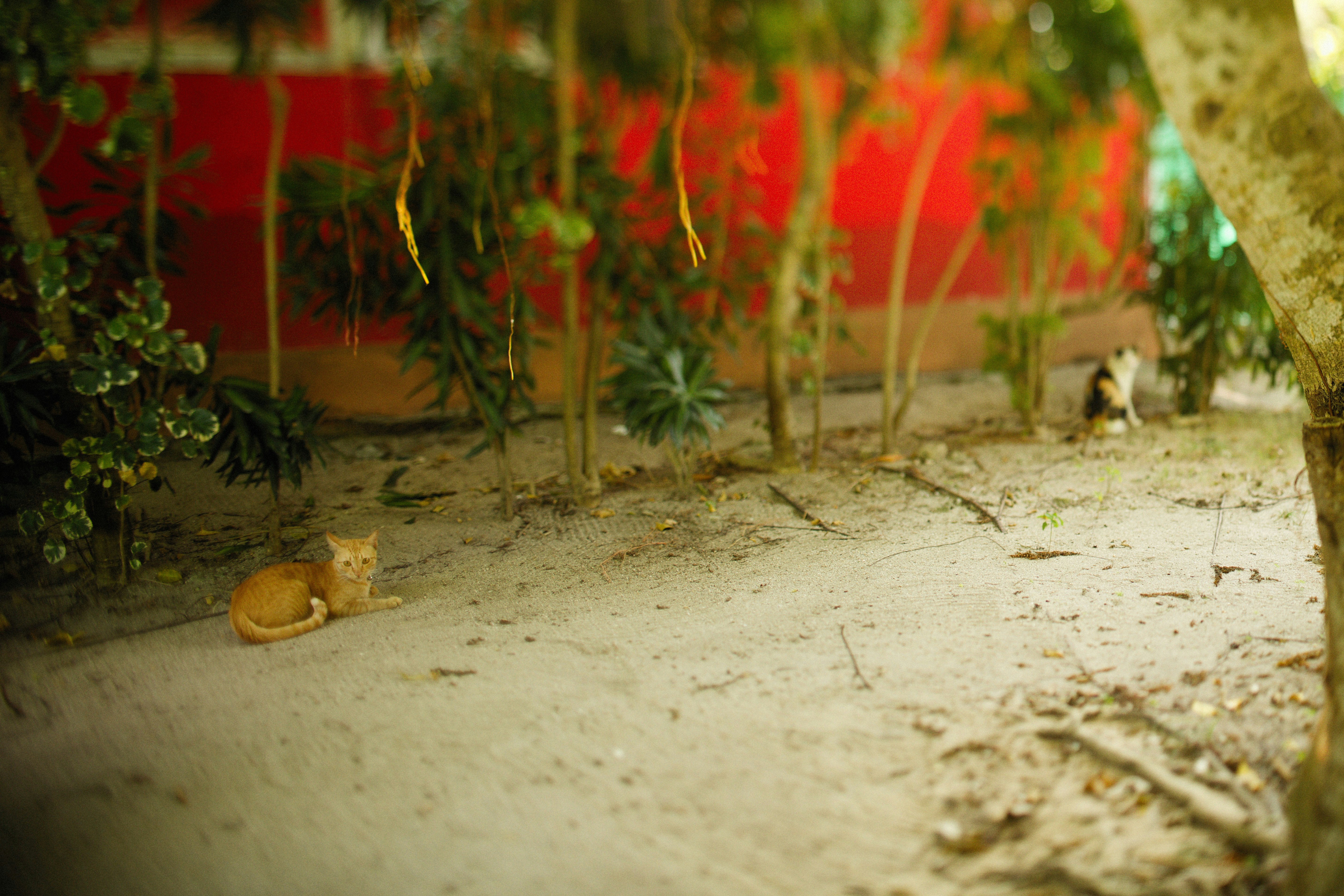 Sunlit Sand and Quiet Paws: An Orange Cat at the Garden's Edge