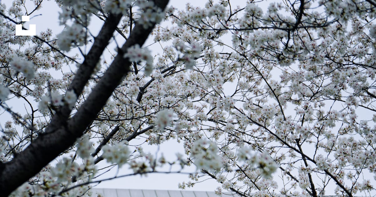 建物の前に白い花が咲く木の写真 Unsplashの花の無料画像