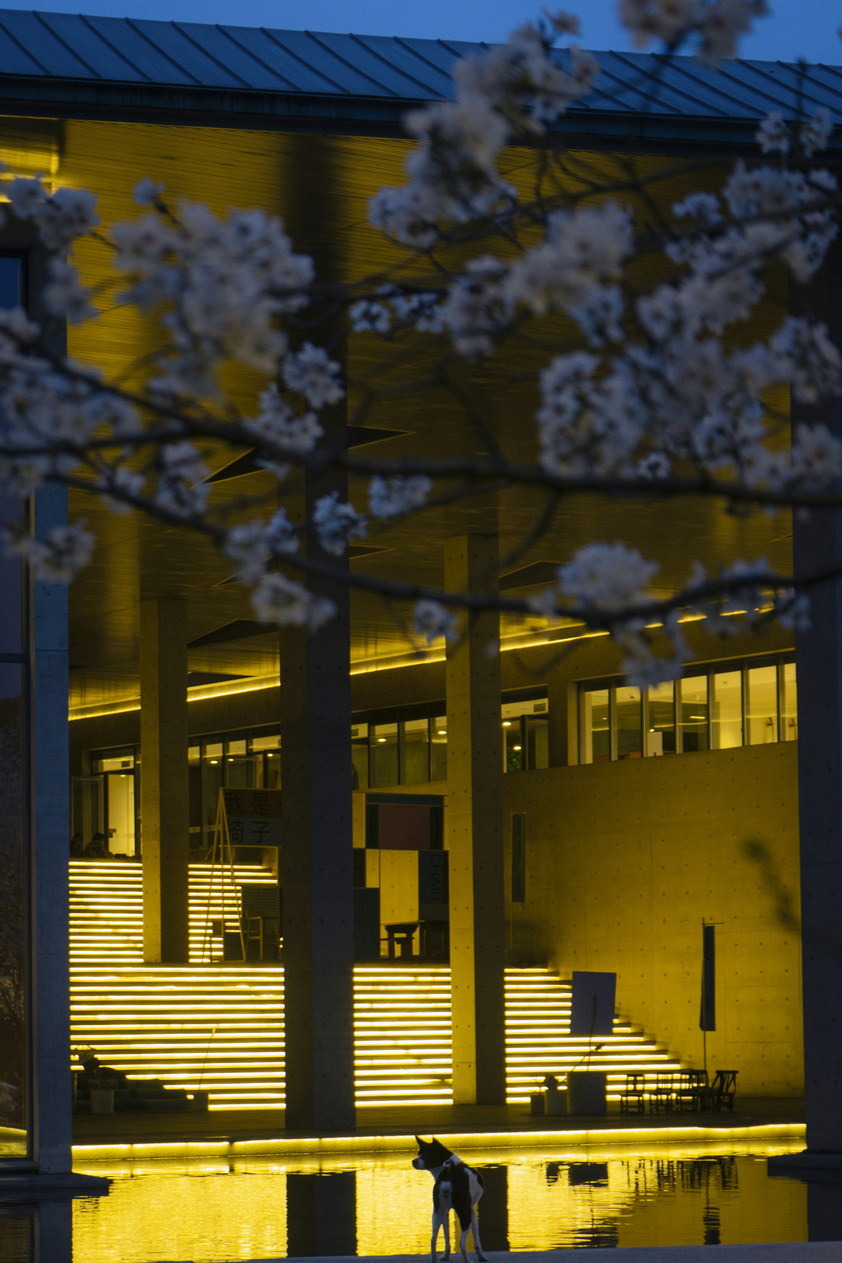 Modern building with illuminated steps reflecting in water, framed by cherry blossoms. A dog stands near the water's edge.