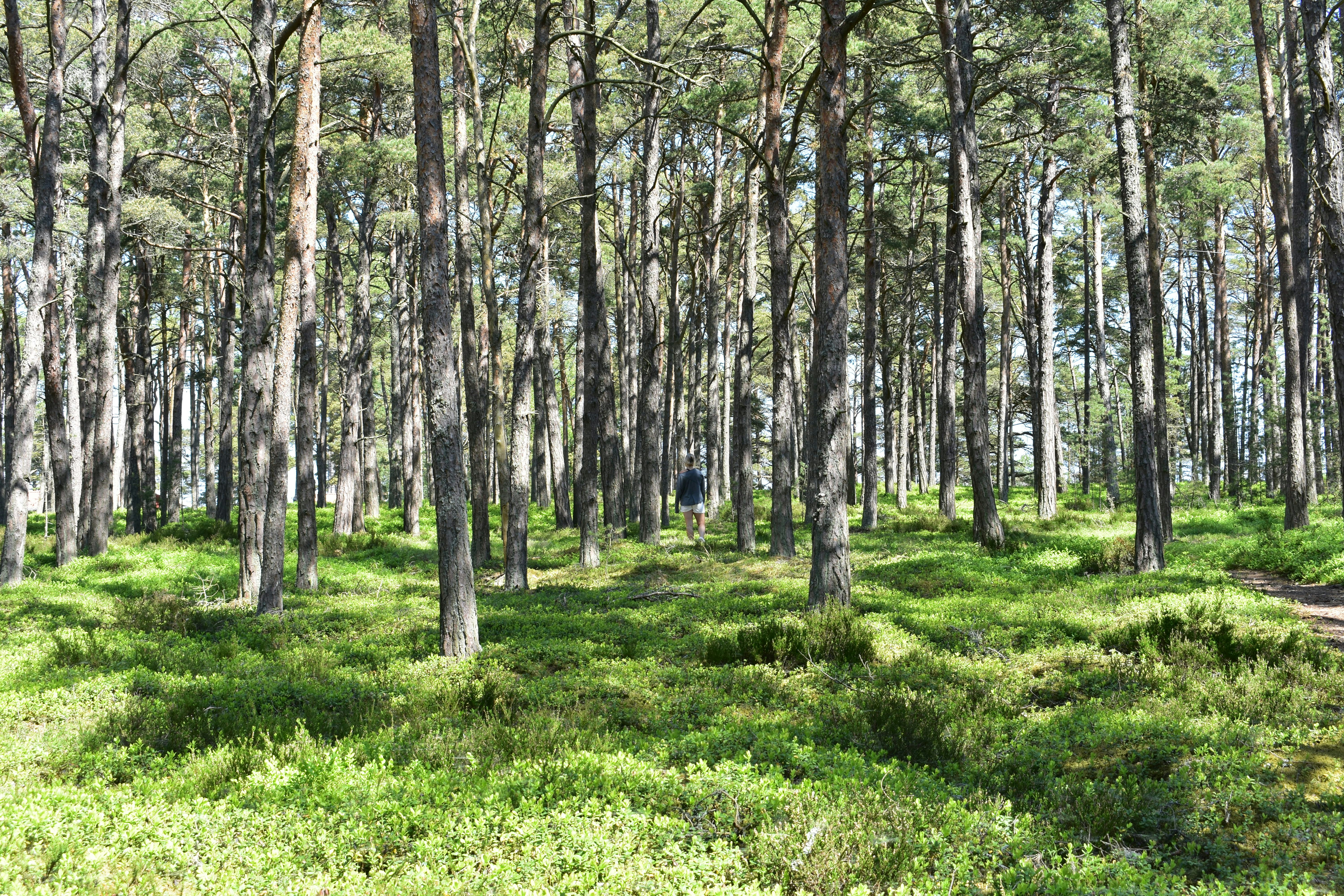 Une forêt remplie de grands arbres photo – Image gratuite de Suède sur ...