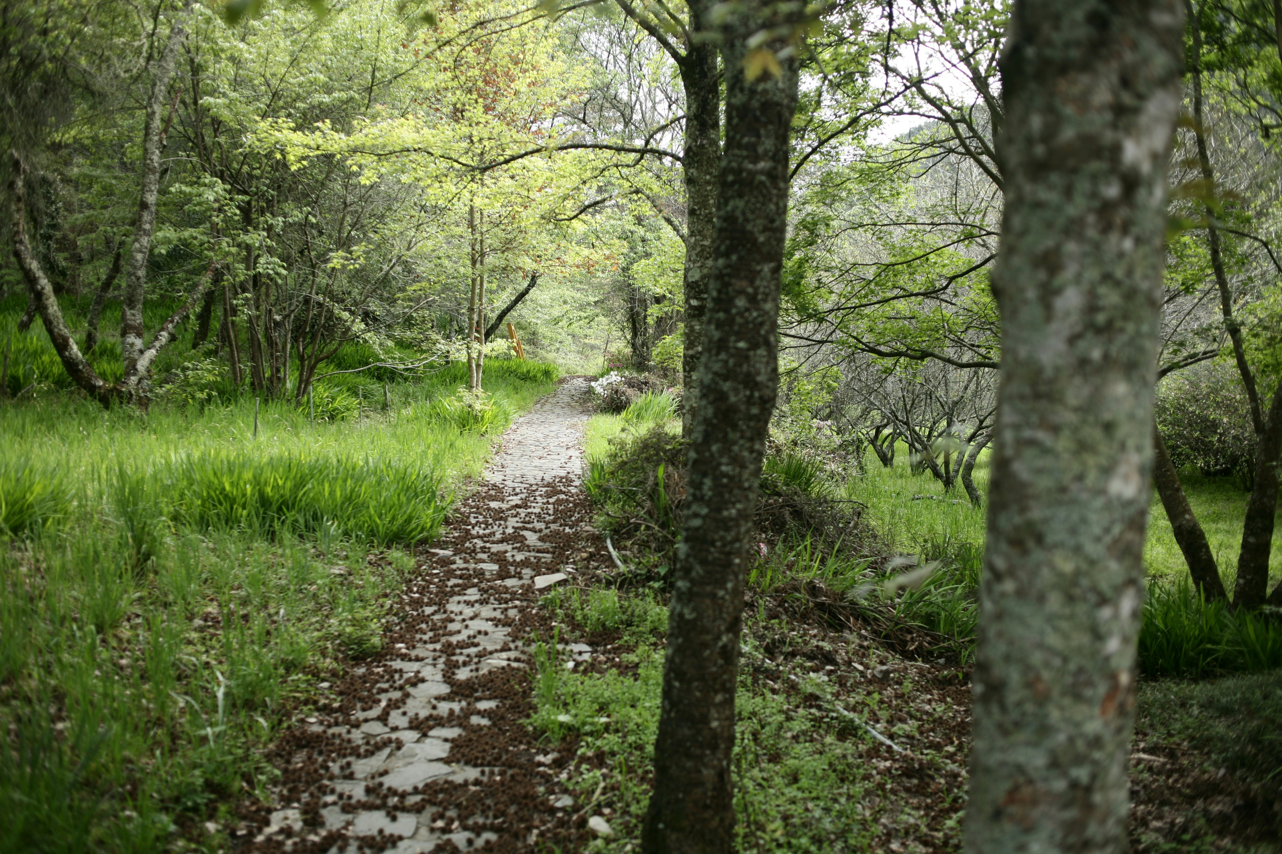 A serene stone path meanders through a lush forest, framed by vibrant greenery and towering trees. The tranquility of nature envelops the scene.