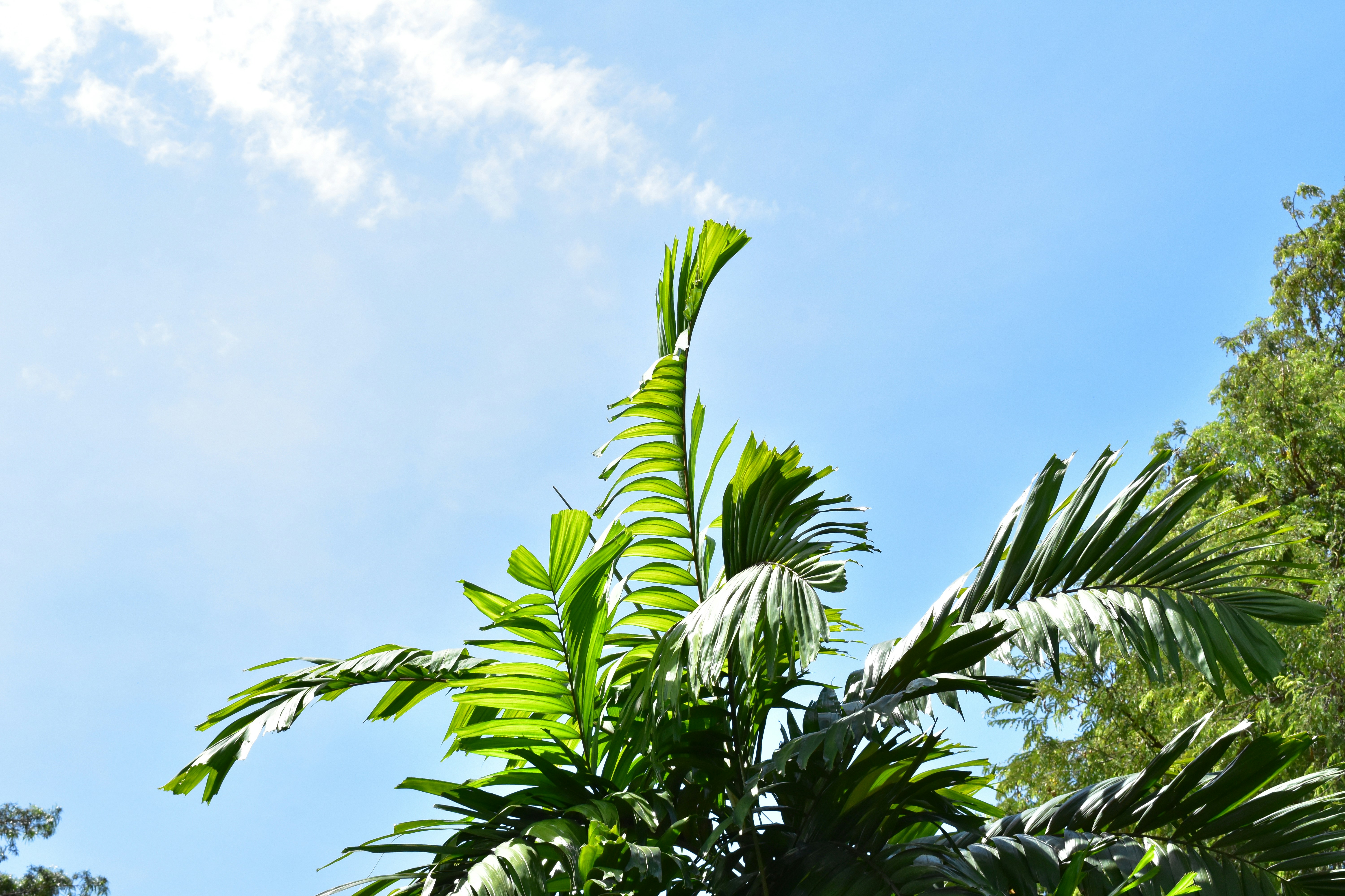 a tree with lots of green leaves and a blue sky in the background