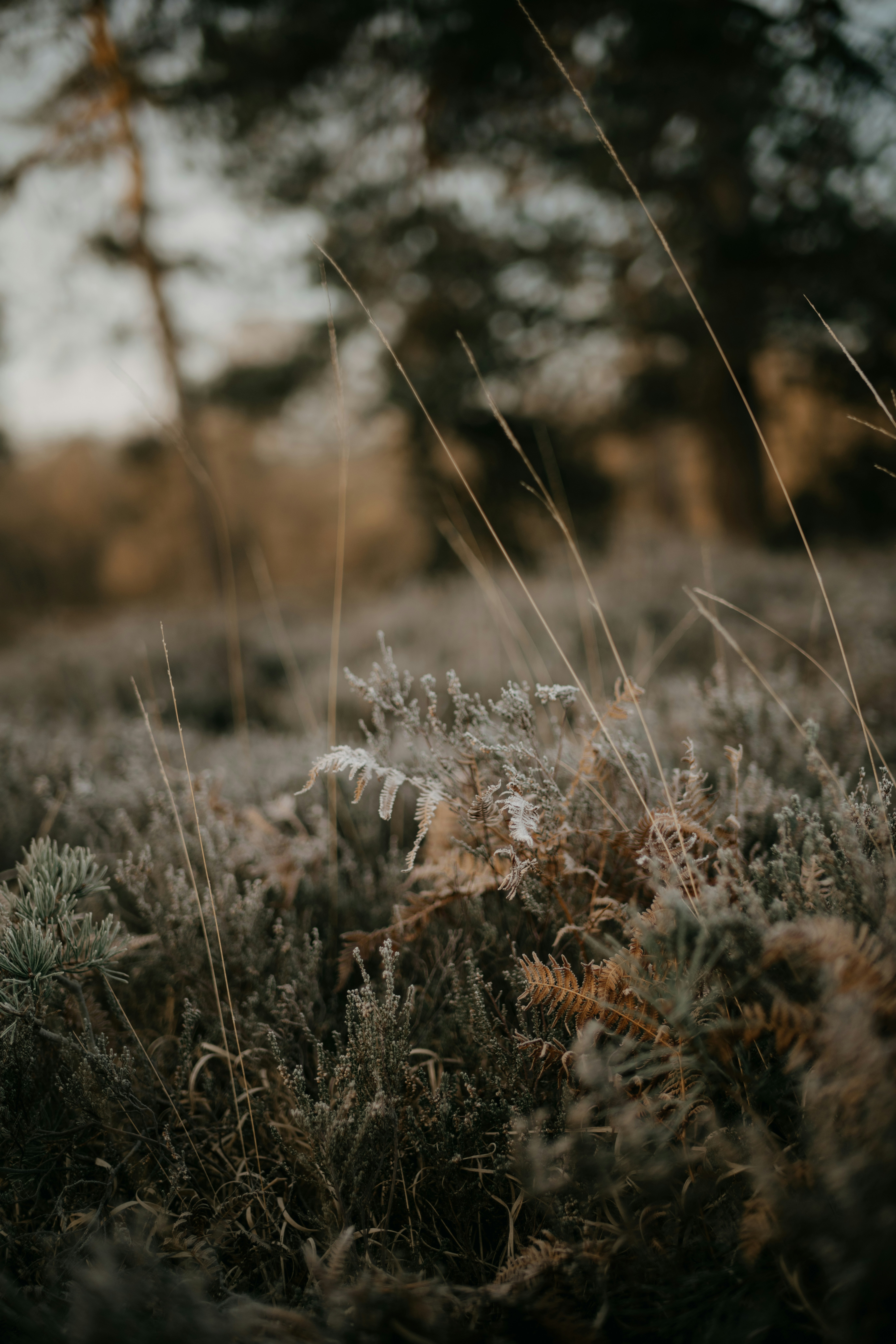 A field of grass with trees in the background photo – Free Frost Image ...