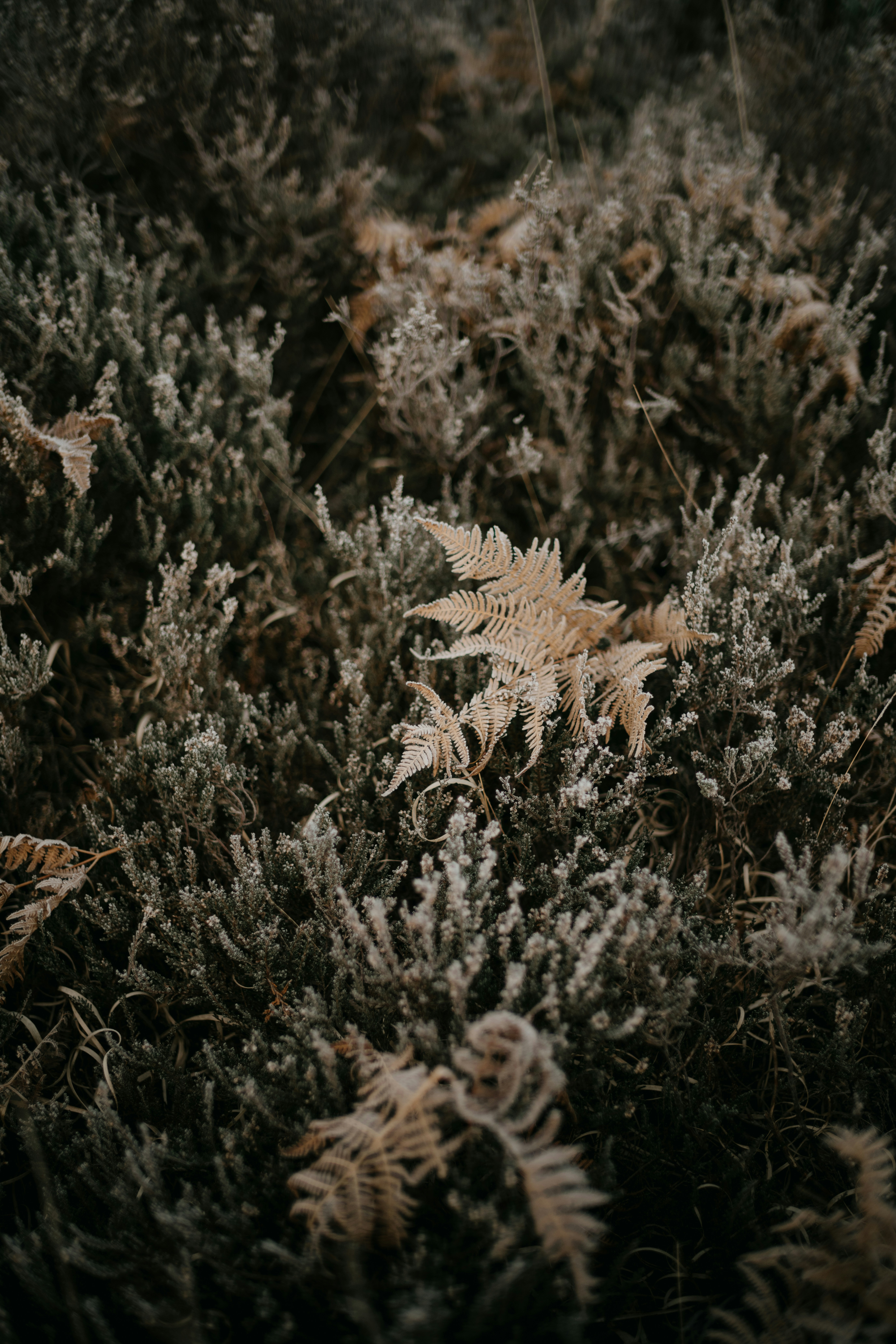 A close up of a plant with lots of leaves photo – Free Frost Image on ...