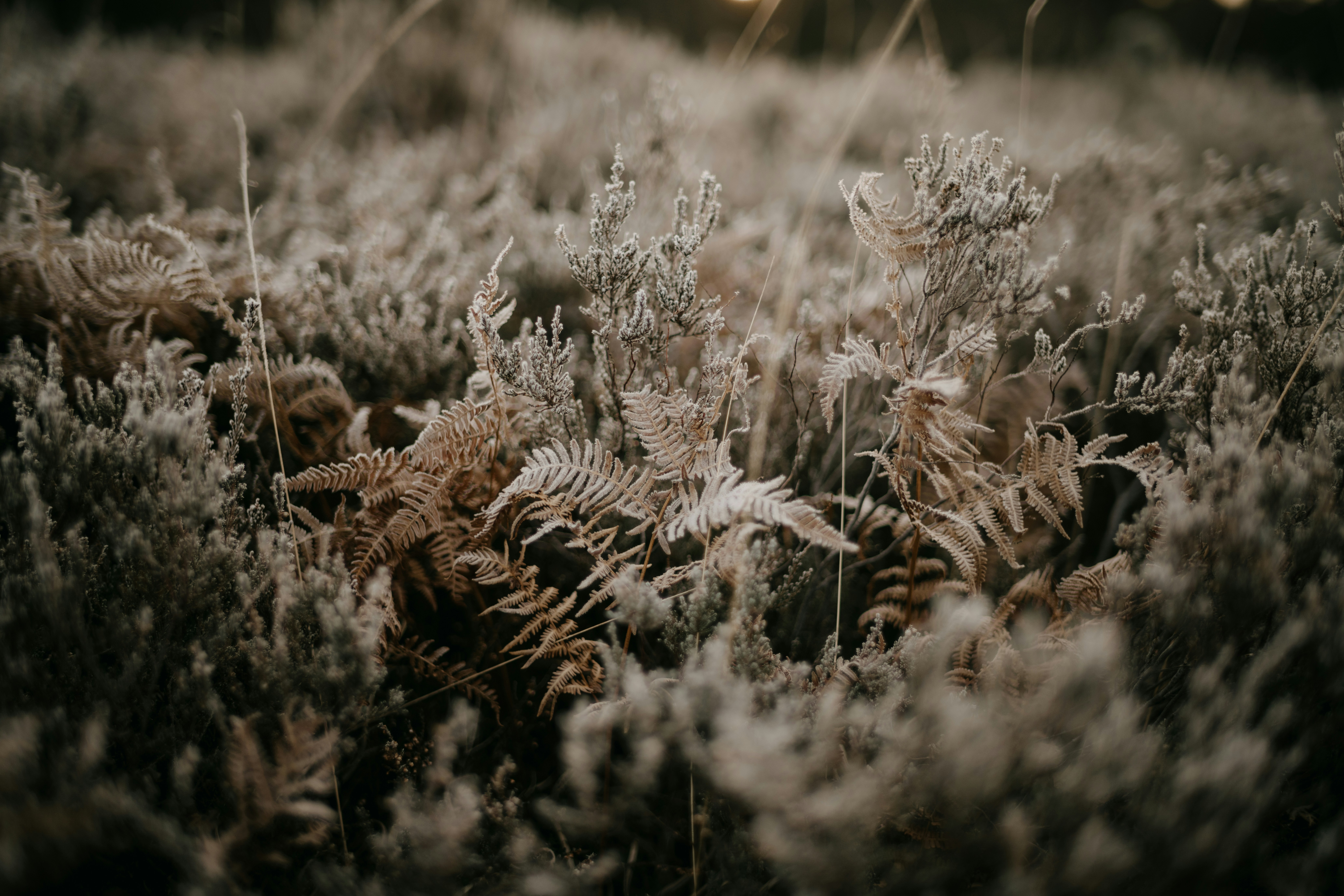 A bunch of plants that are in the grass photo – Free Frost Image on ...