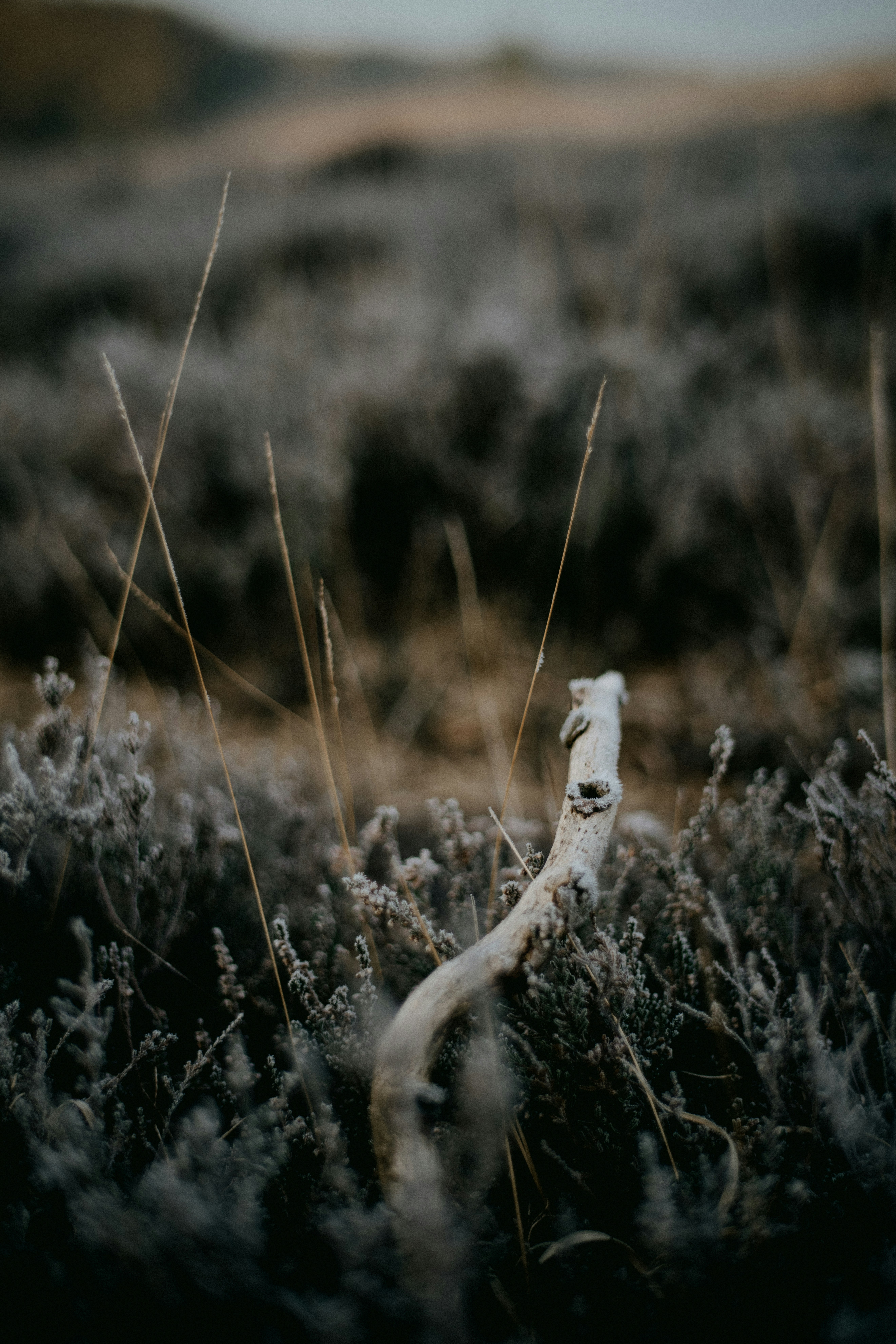 The Weathered Arc Among Frosted Heath