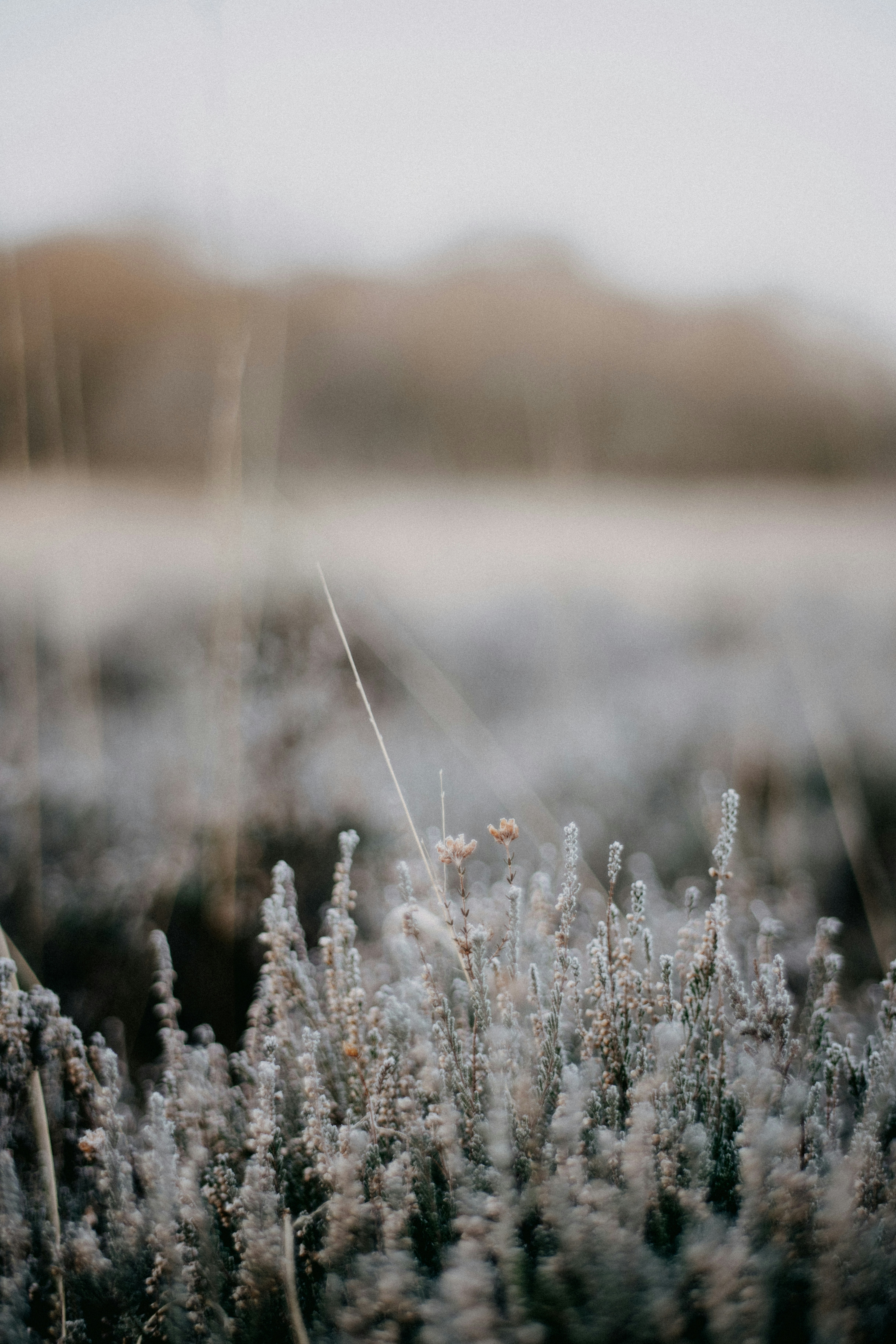 Un tas de plantes qui sont dans l’herbe photo – Photo Gris Gratuite sur ...