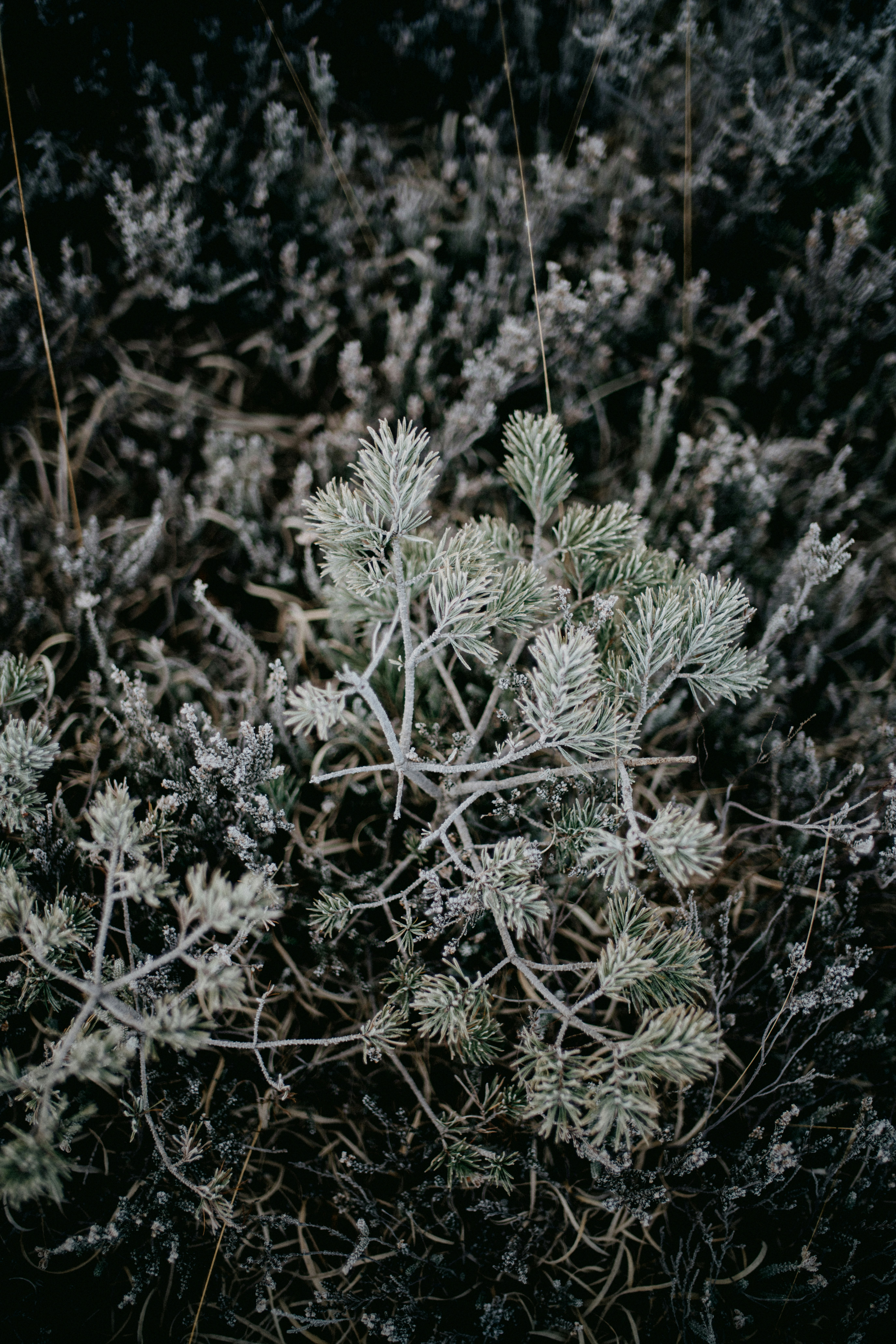 Frozen Ferns: Delicate Fronds in Moonlit Moor