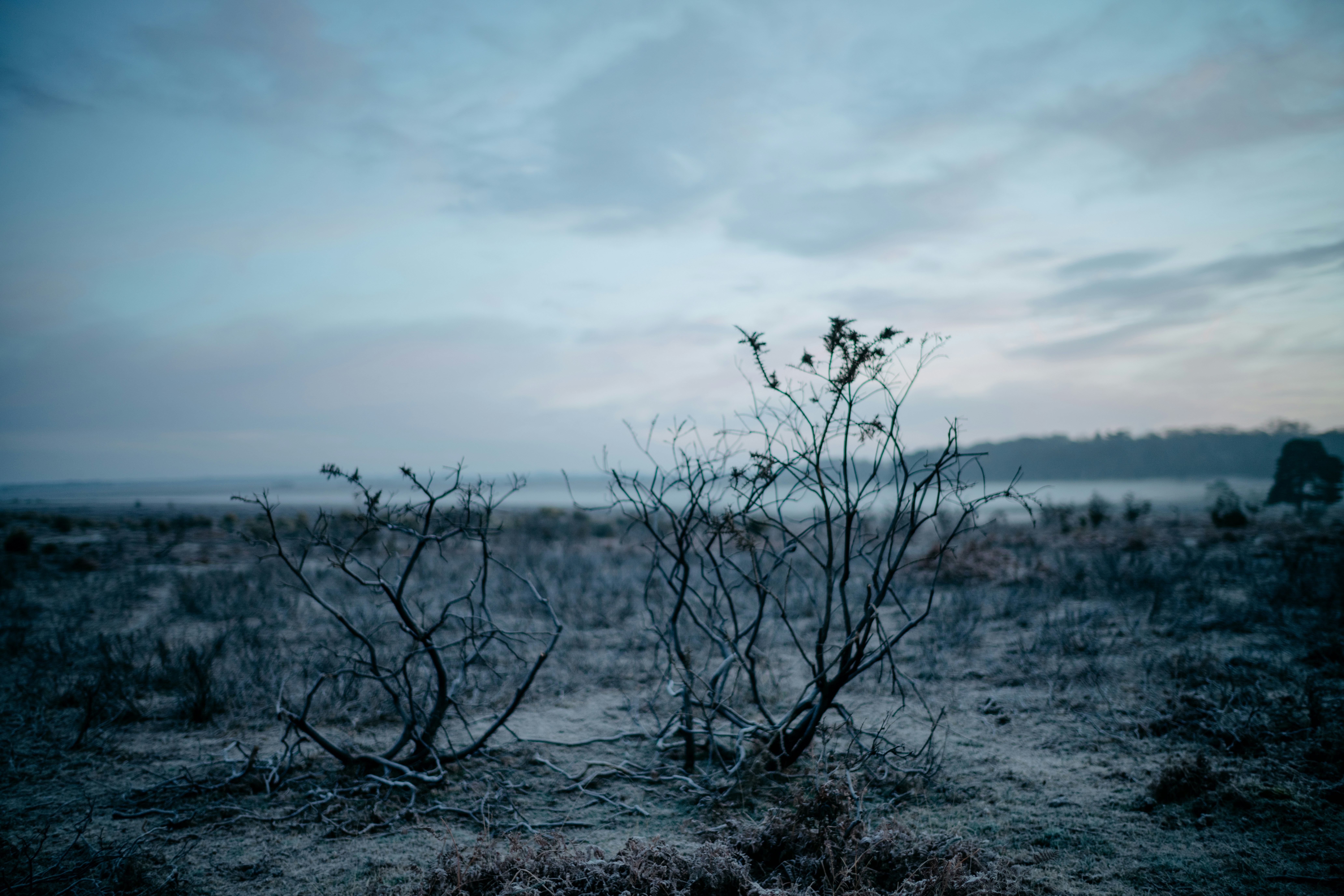 A small tree in the middle of a field photo – Free Nature Image on Unsplash
