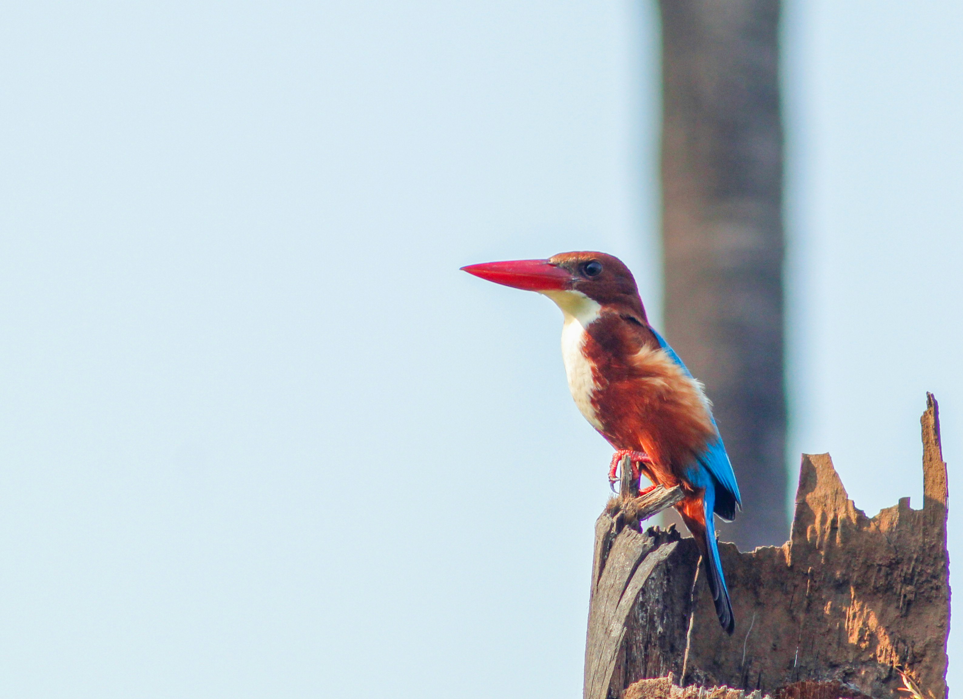 a colorful bird sitting on top of a tree stump