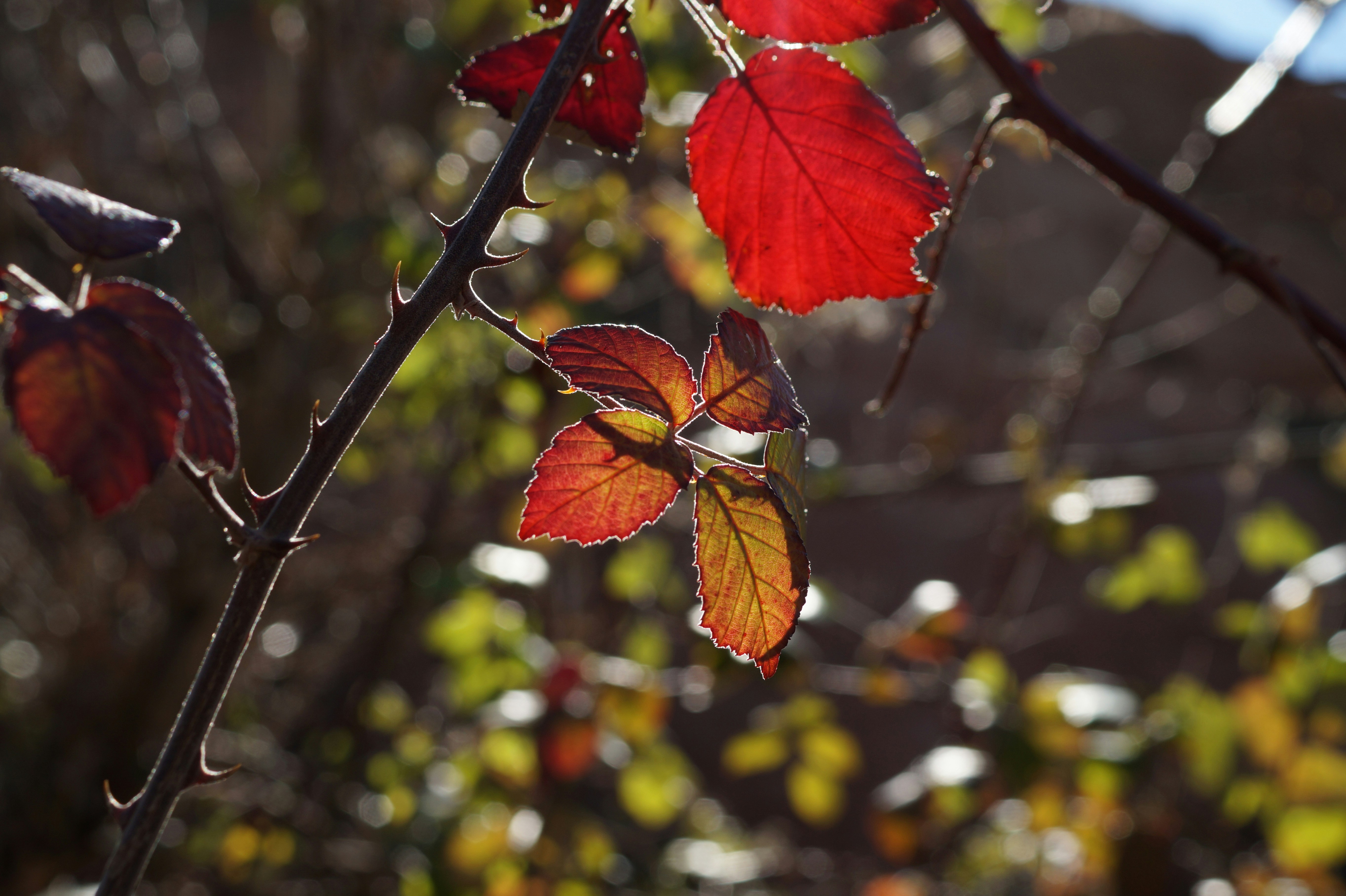 Vibrant red and green leaves intertwined with thorns, showcasing the beauty of autumn foliage against a blurred background.