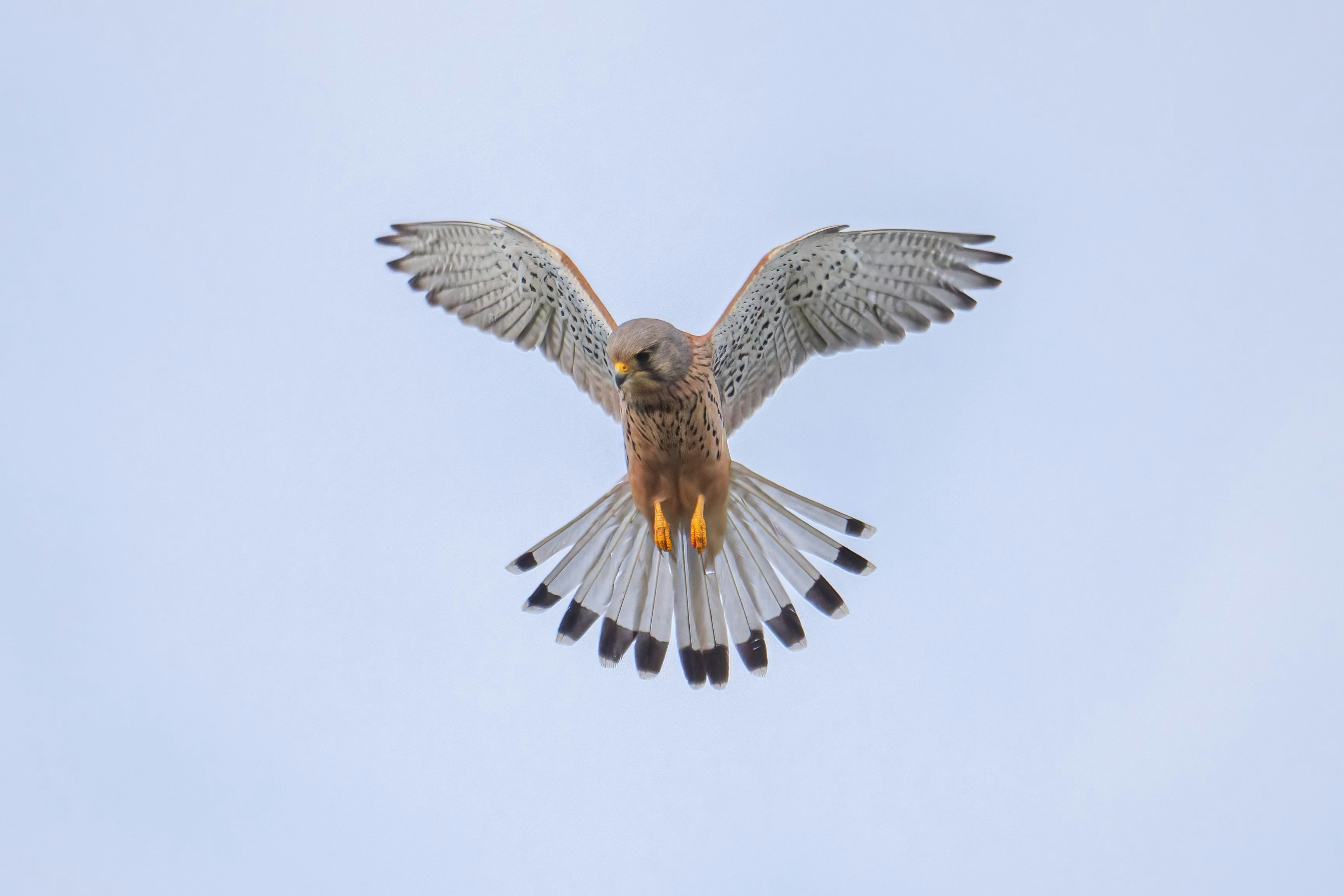 Kestrel by Helen Mallett - by Helen Mallett