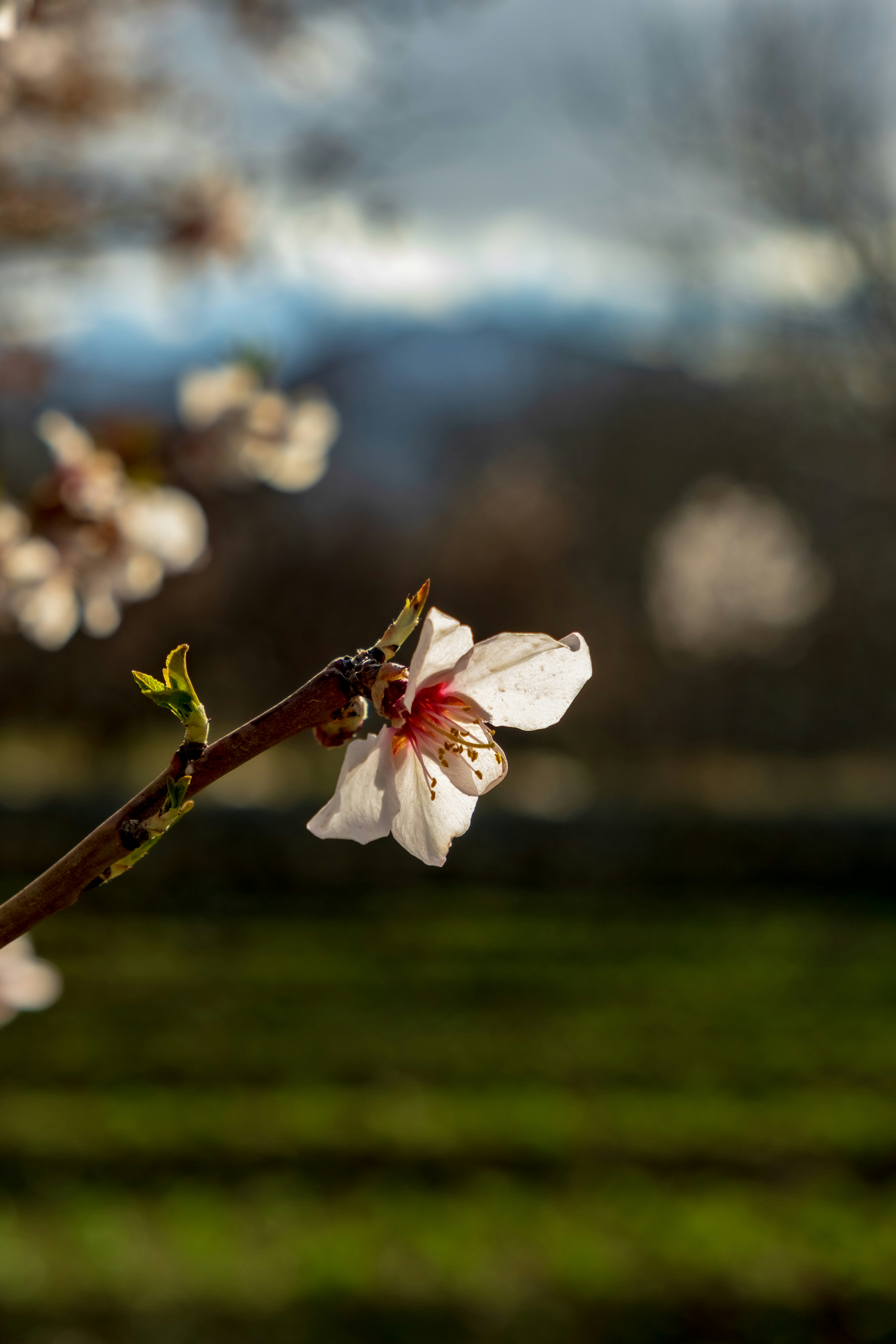 Blossom in Focus: A solitary white flower on a branch against a blurred spring backdrop