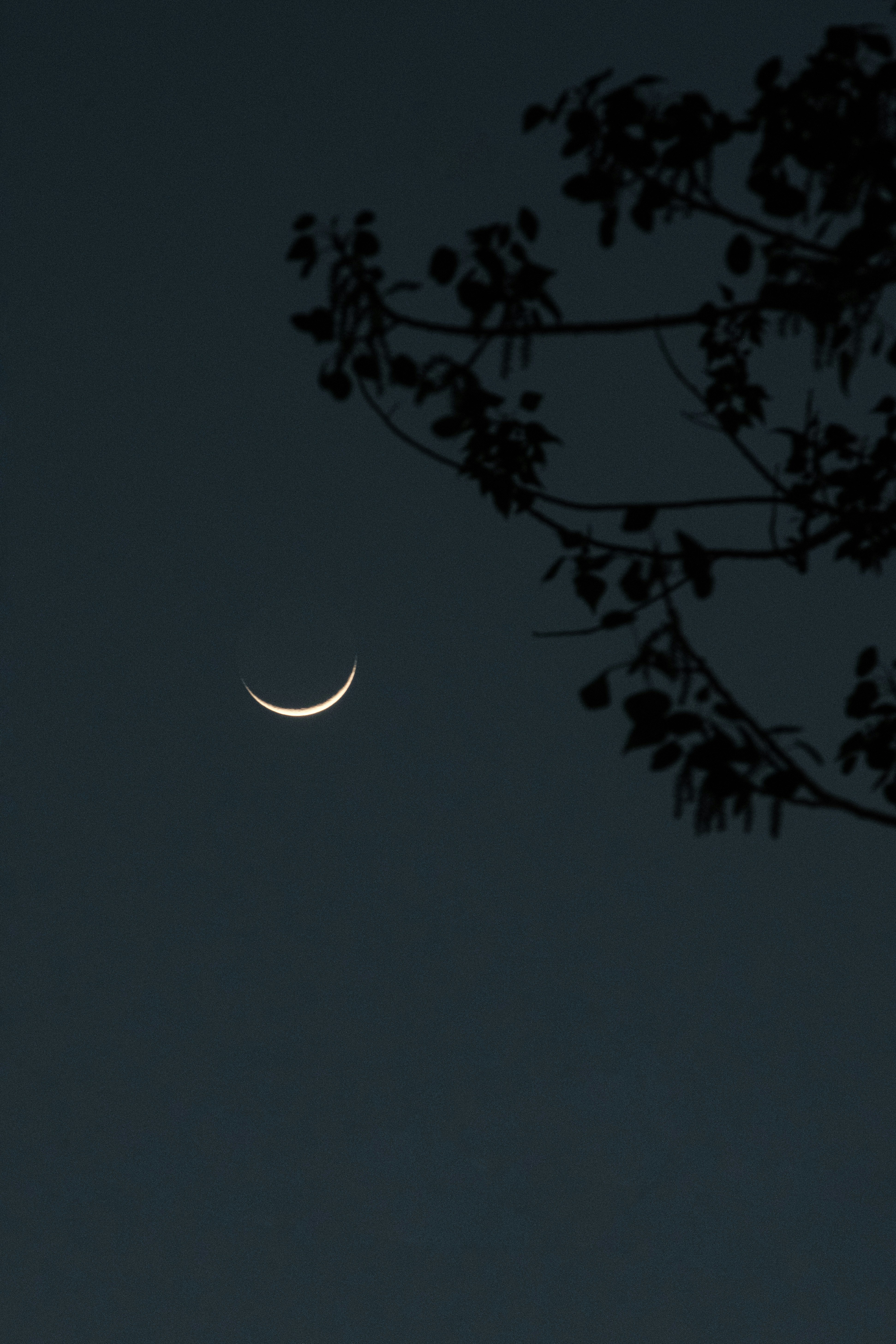 Crescent moon glows softly in the twilight sky, framed by silhouetted tree branches. 
