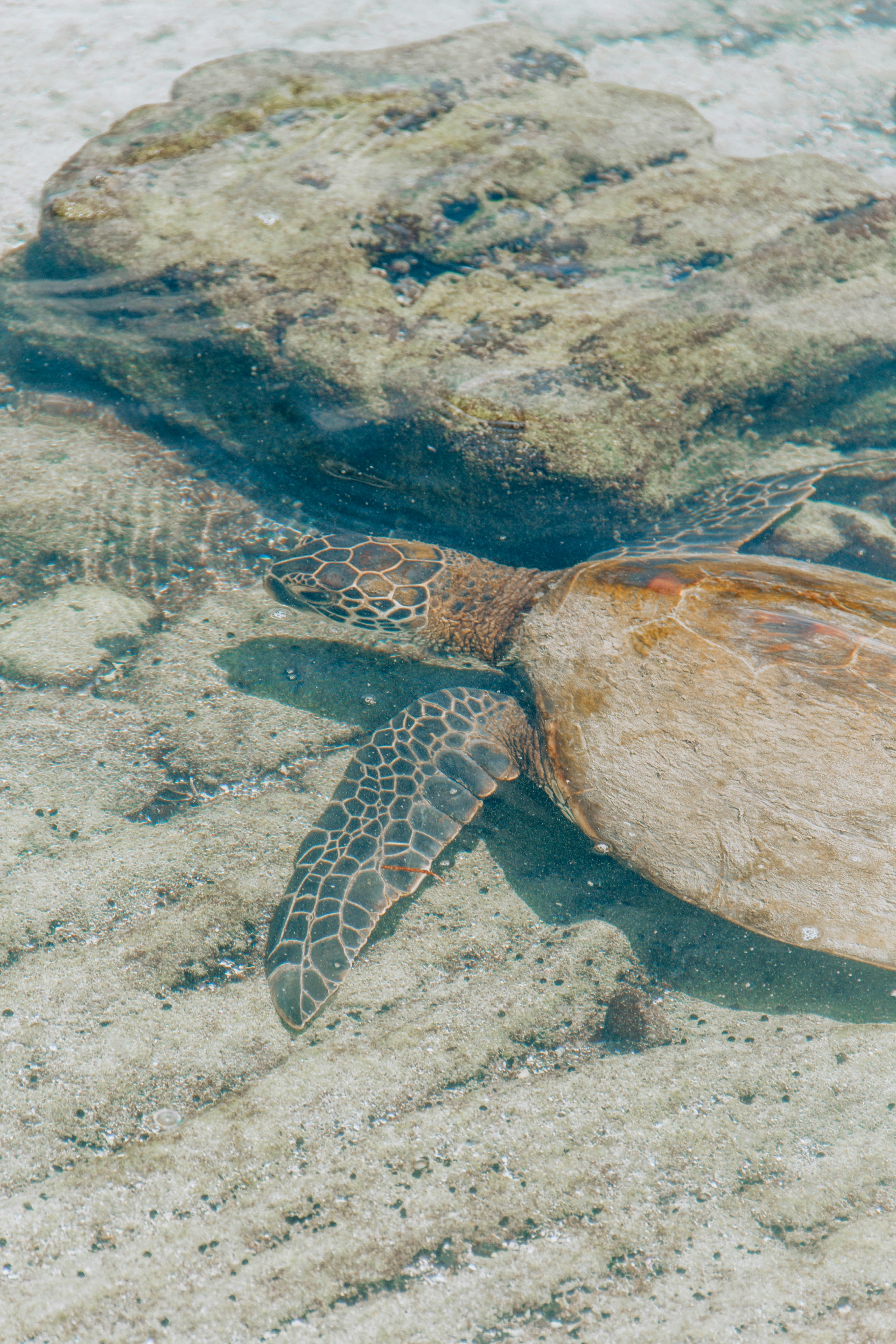 Green sea turtle gliding gracefully over a rocky seabed in clear water, showcasing its intricate shell patterns.