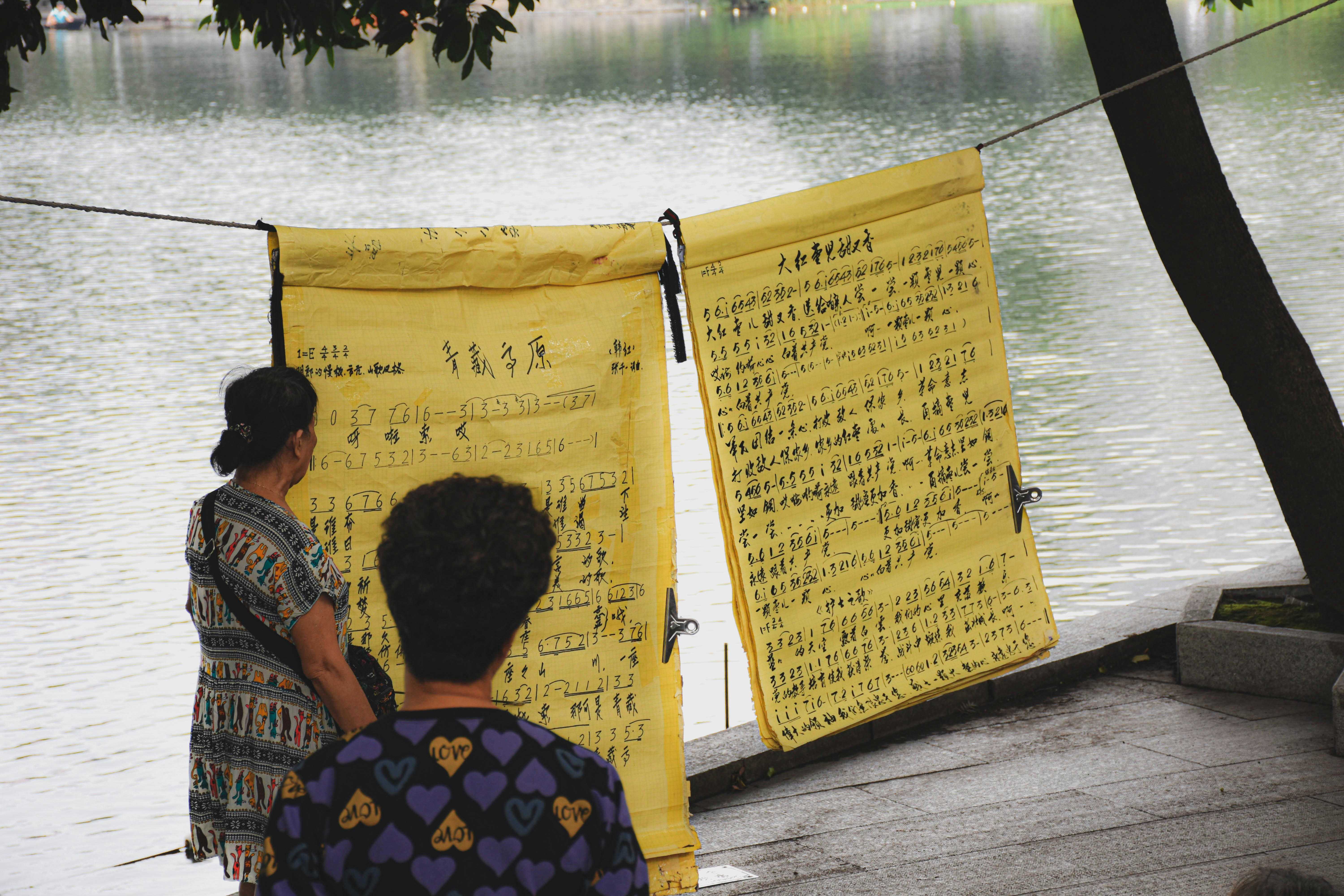 Yellow Scrolls by the Lakeside: Quiet Reading Under a Morning Shade