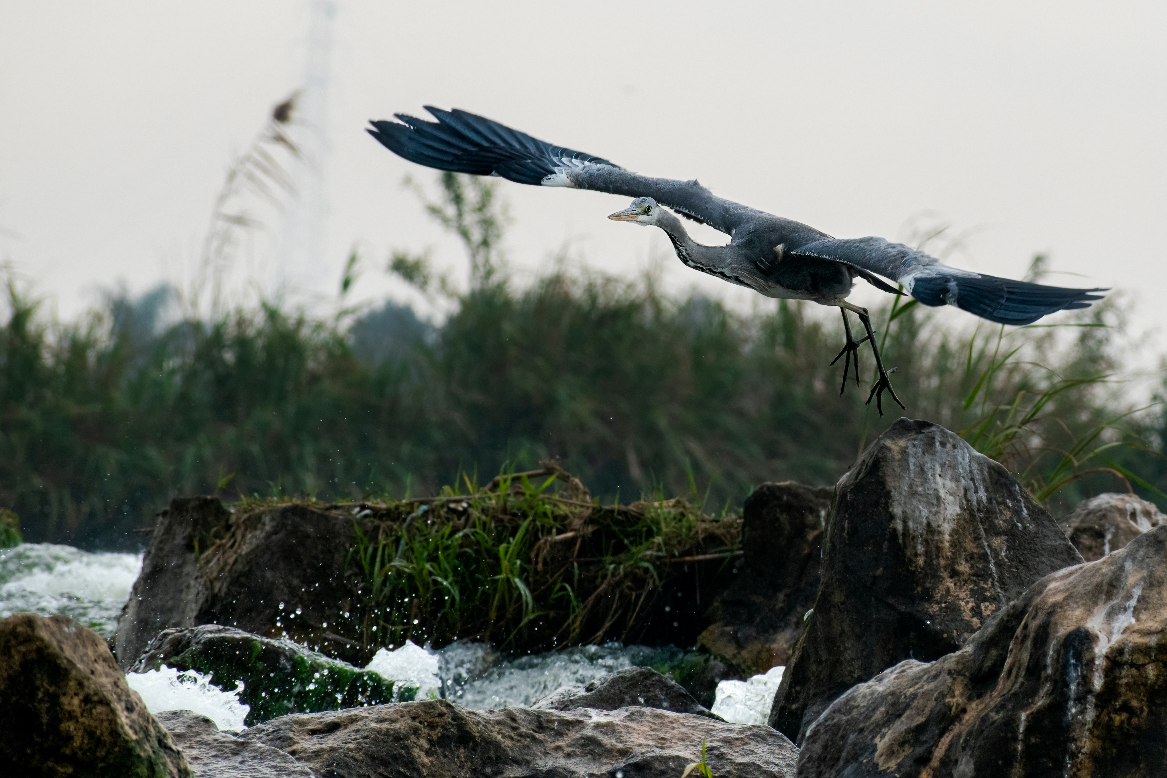 Midflight Over Mossy Breakers: Great Blue Heron in Free Flight