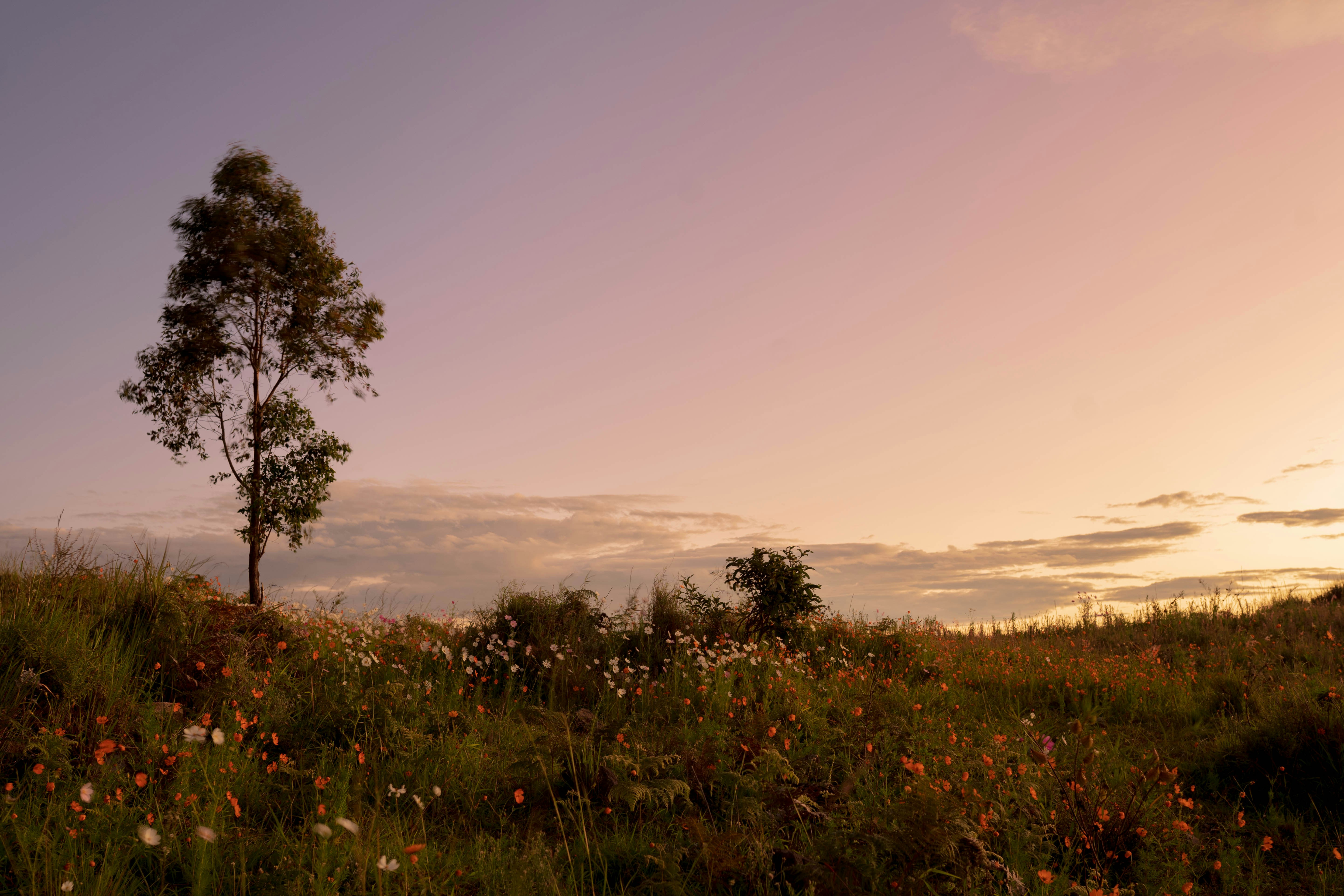 Twilight Hill: A Lone Tree Against a Field of Wildflowers