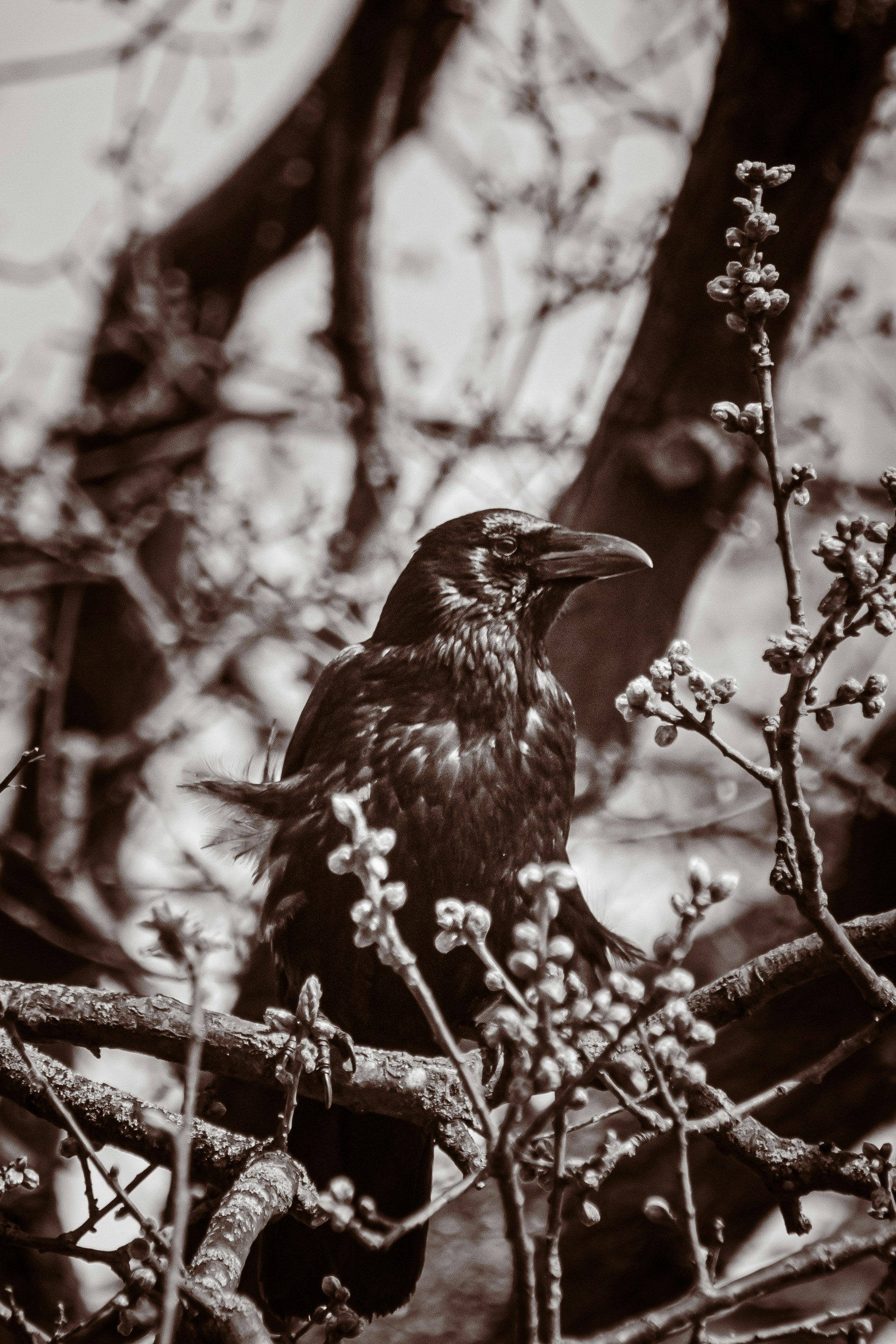 a black bird sitting on top of a tree branch