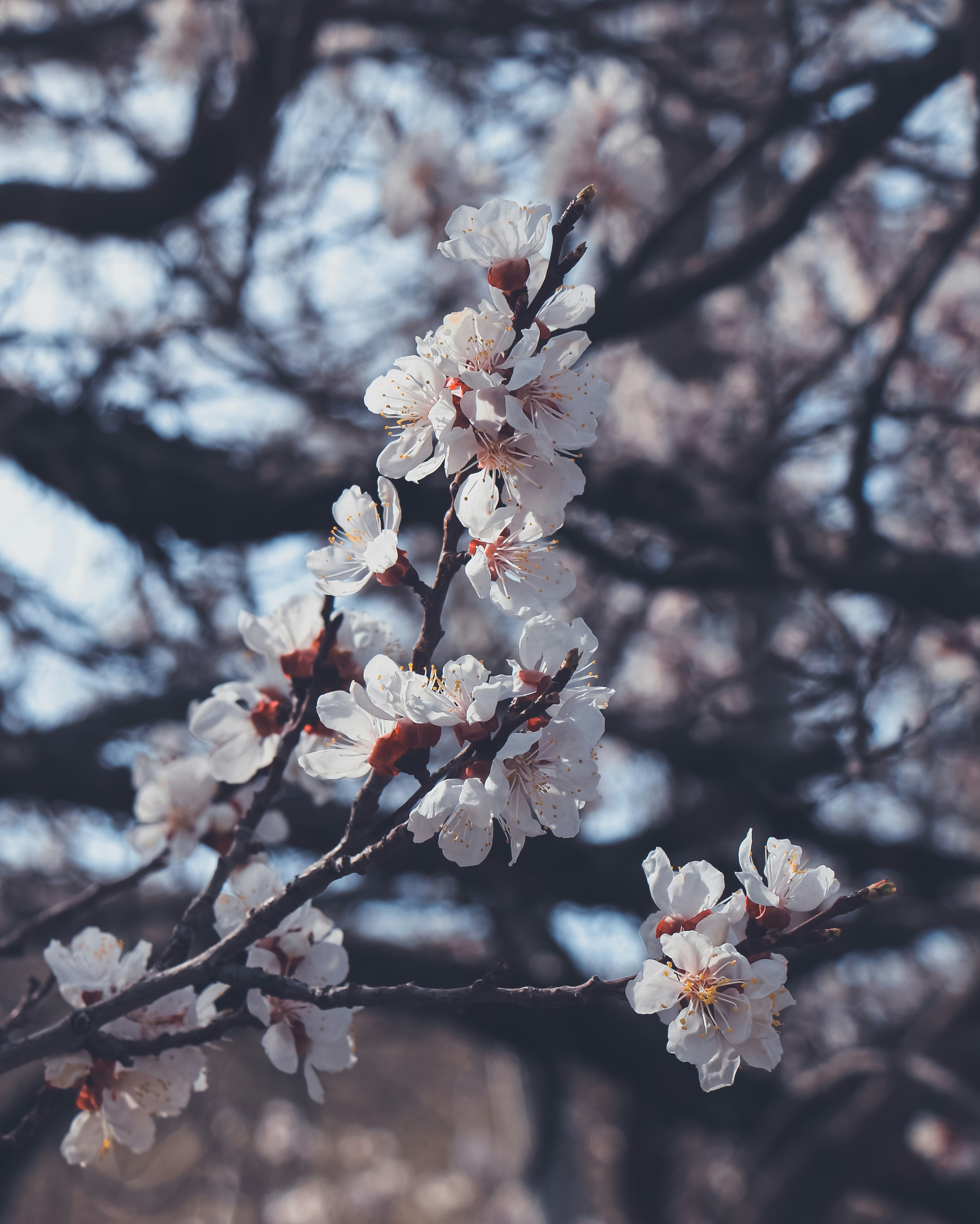Delicate cherry blossoms bloom against a softly blurred backdrop of branches, embodying the essence of spring's renewal.