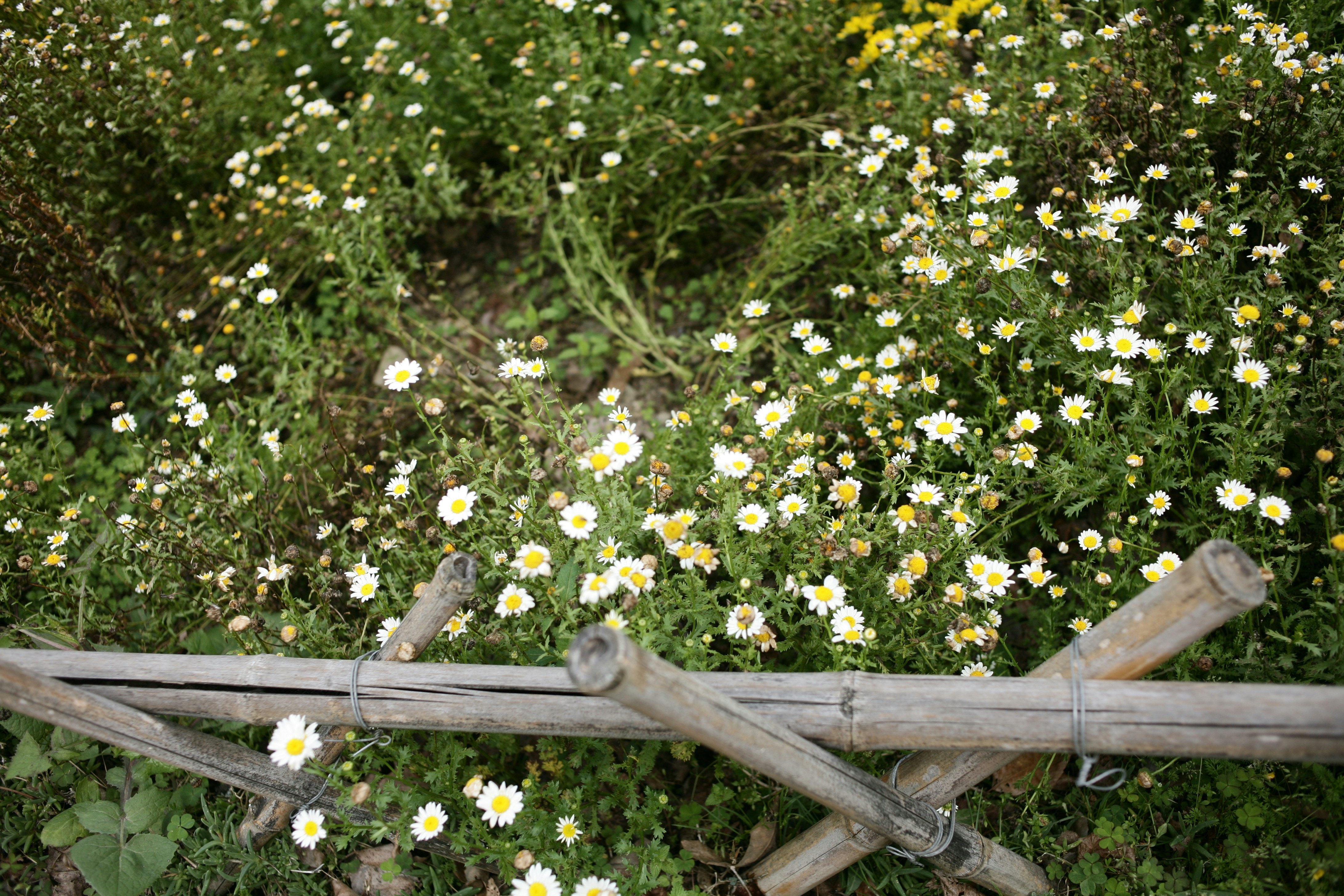 a bunch of flowers that are next to a fence