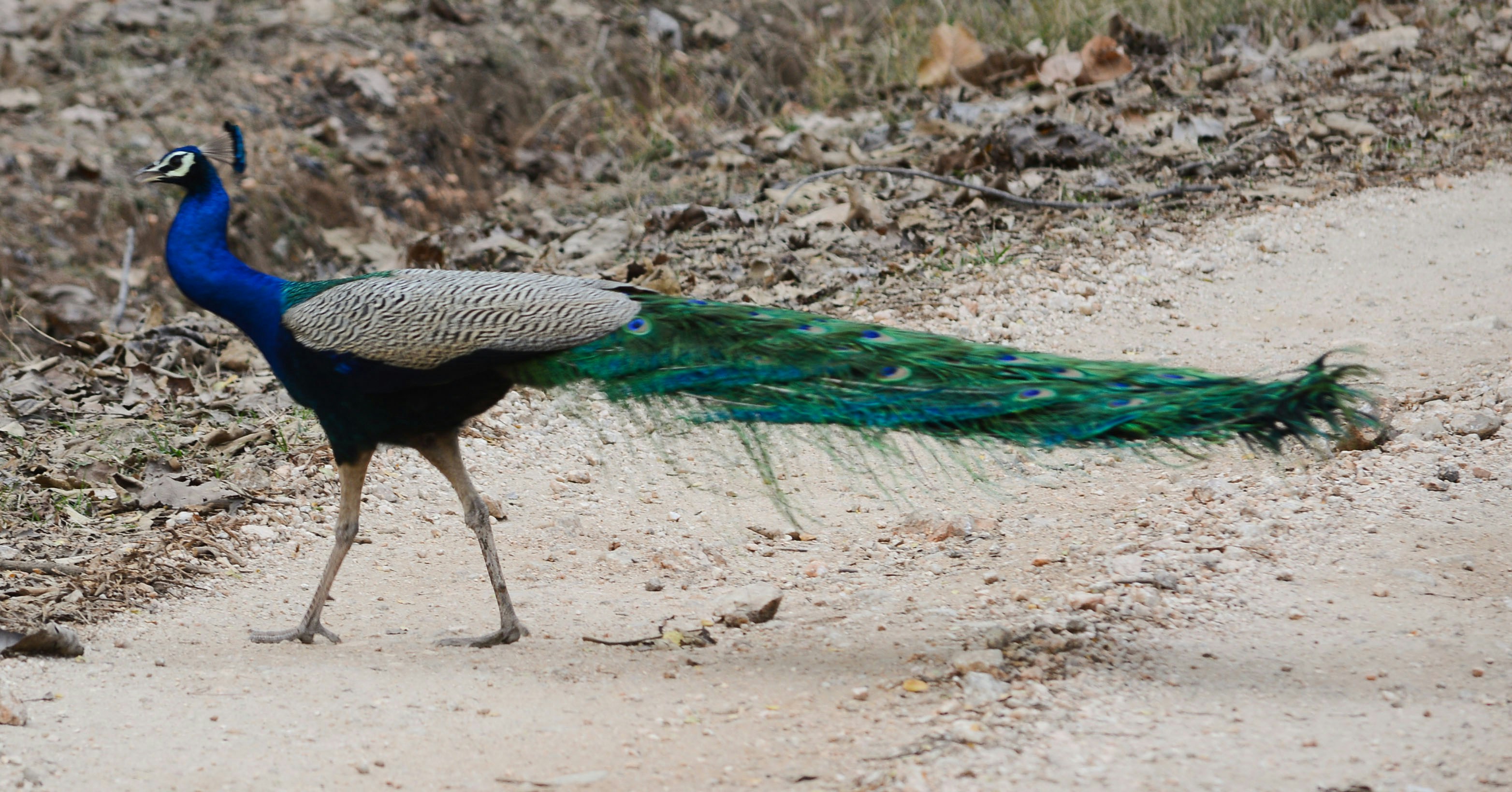 Azure Crest, Emerald Tail: A Perched Peacock Traverses a Dusty Trail