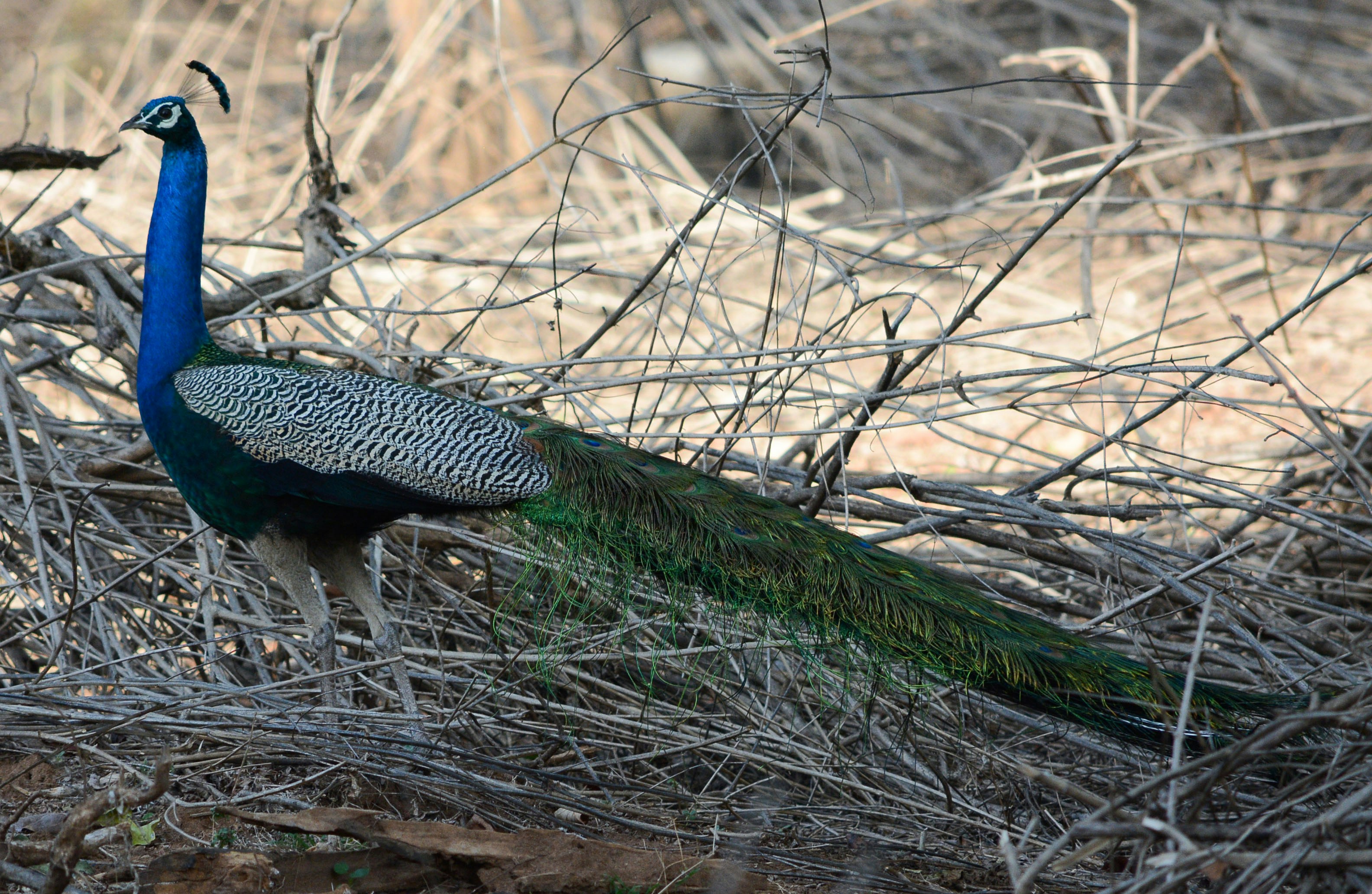 Azure Peacock Through Dry Twigs: A Sunlit Portrait in Scrub