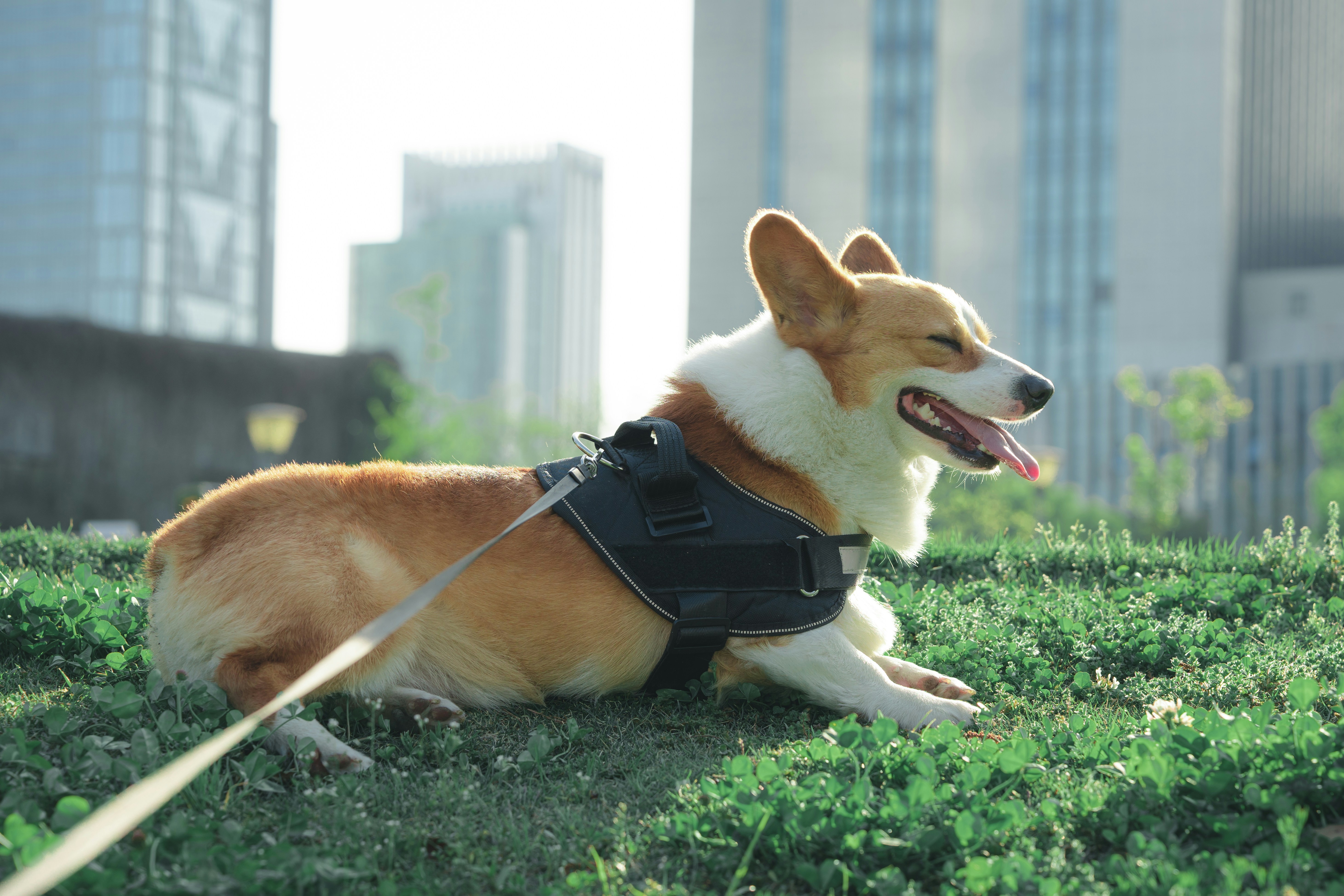 A corgi dog wearing a harness on a leash photo – Free Grey Image on ...
