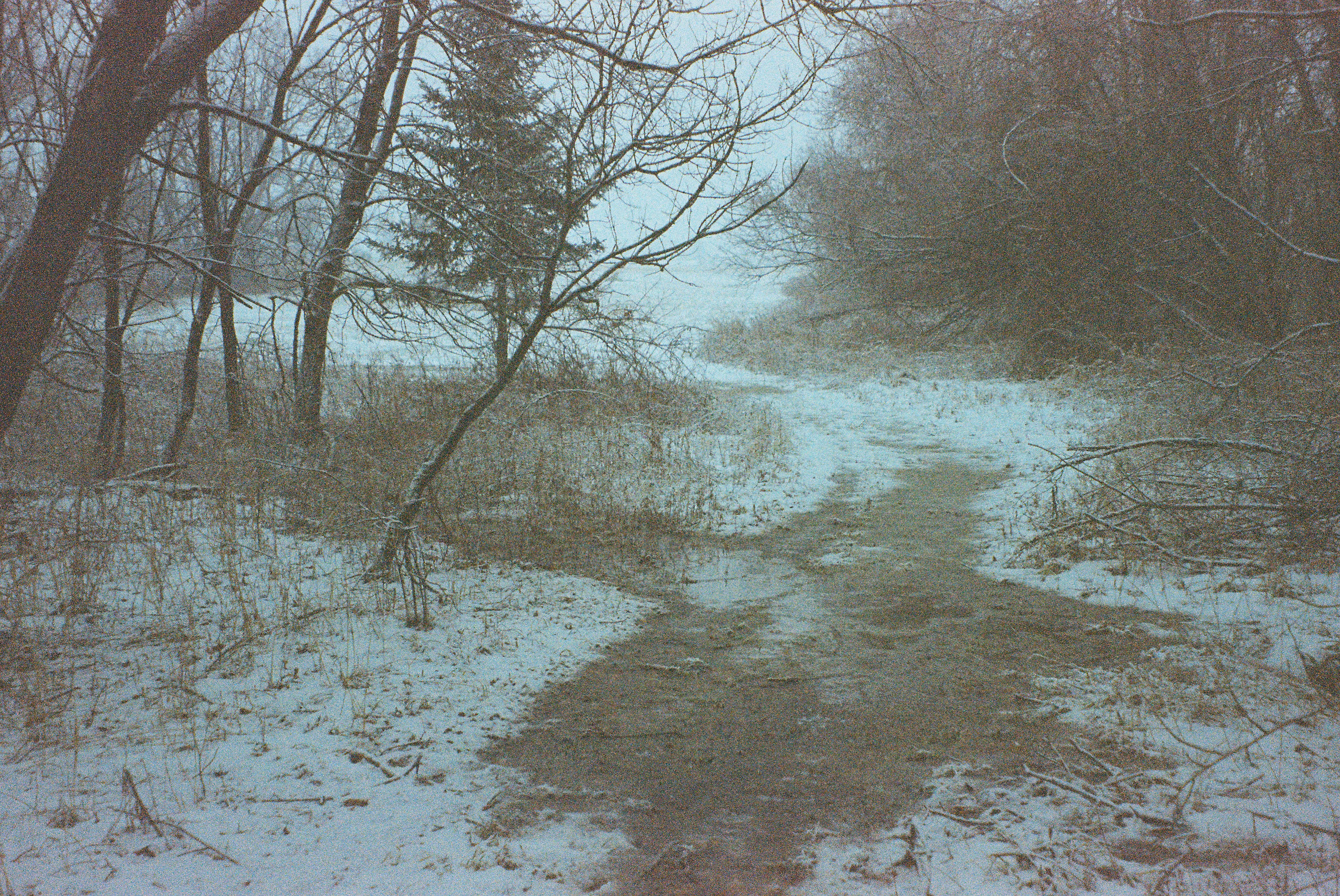 A snow covered path in a wooded area photo – Free Grey Image on Unsplash