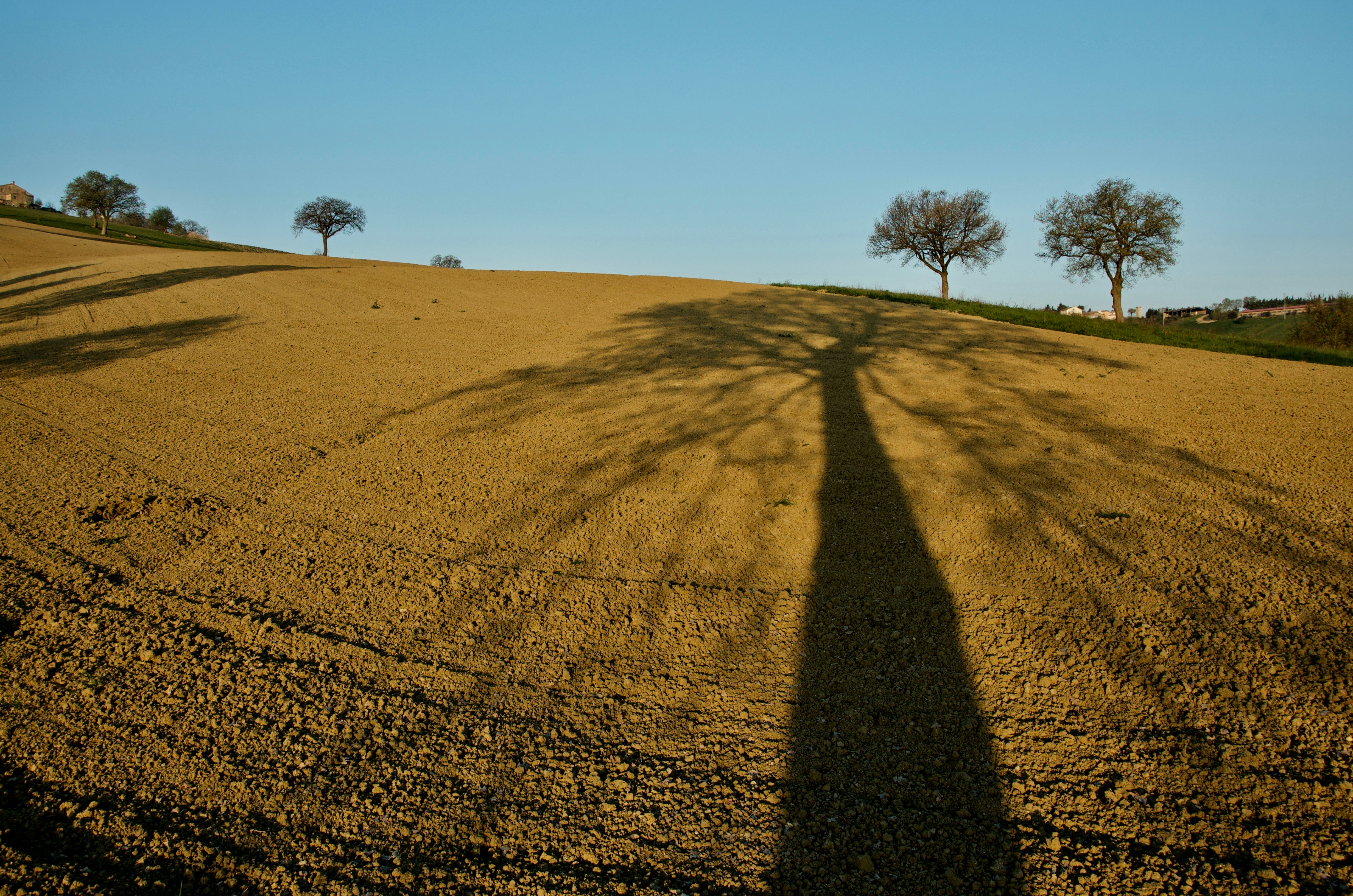 a shadow of a tree on a hill