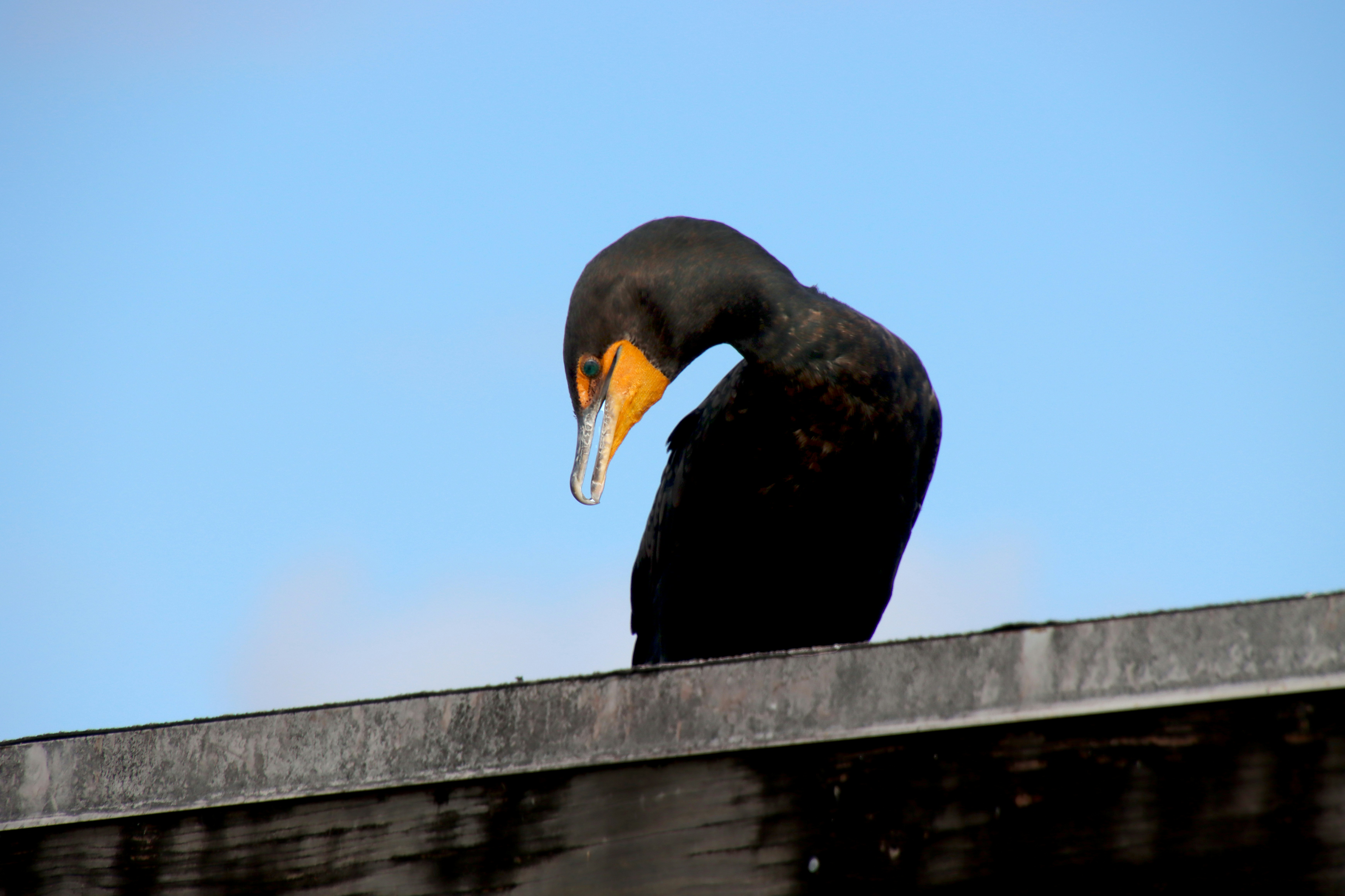 a black bird sitting on top of a wooden structure