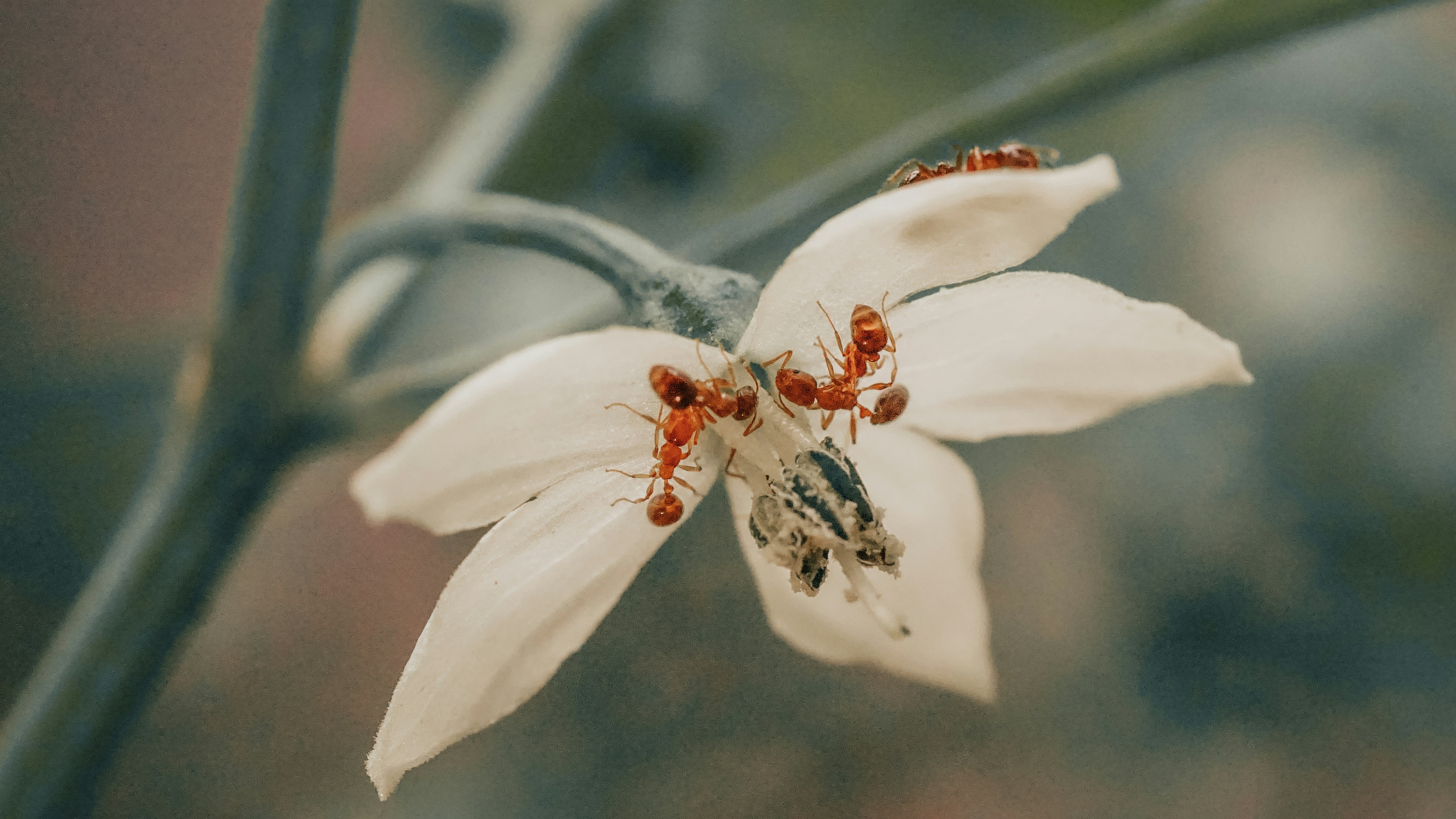 Red ants navigating a delicate white flower, showcasing the intricate relationship between insects and flora.