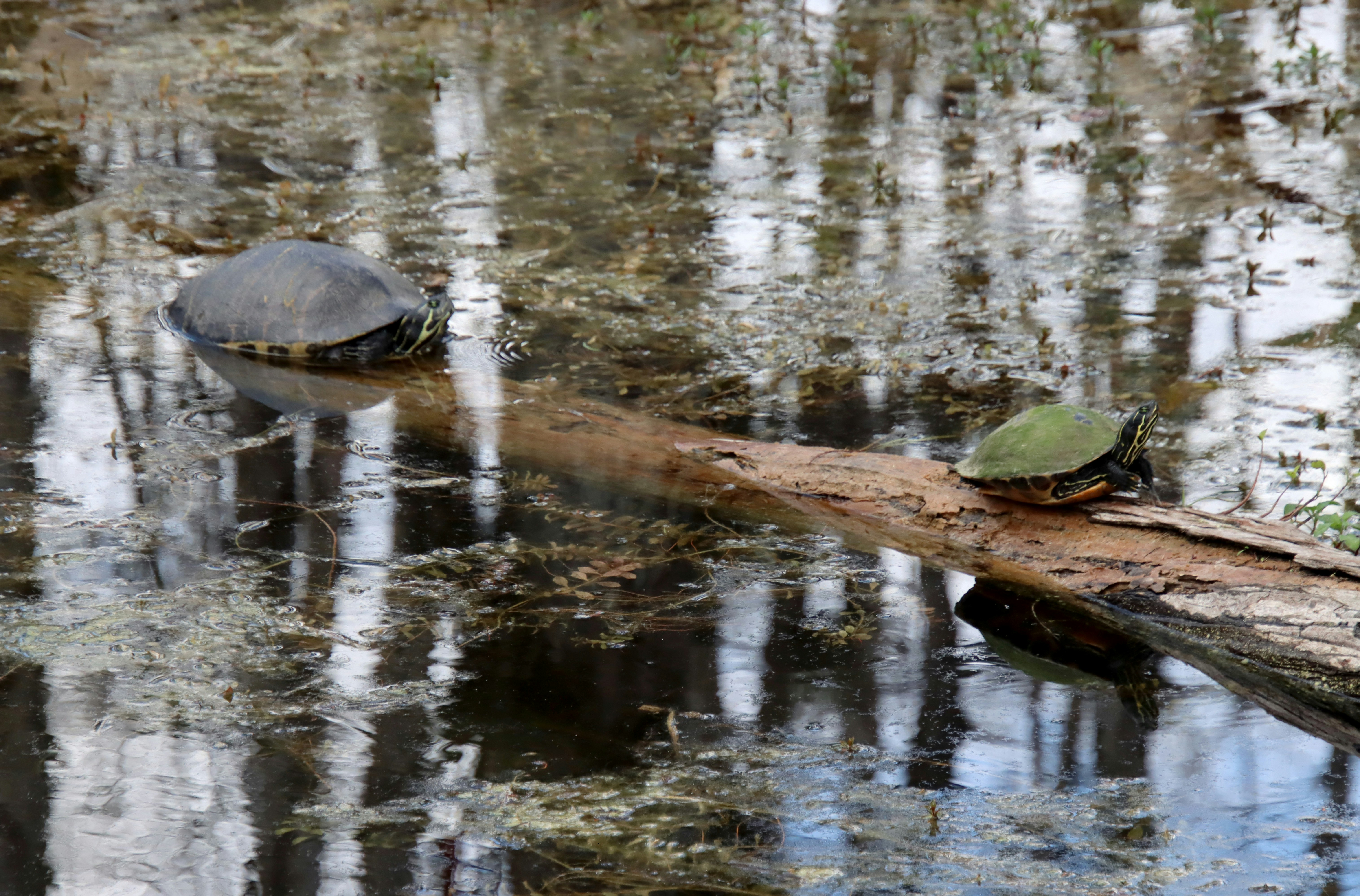 Photo by Ilse Orsel with Canon EOS 90D