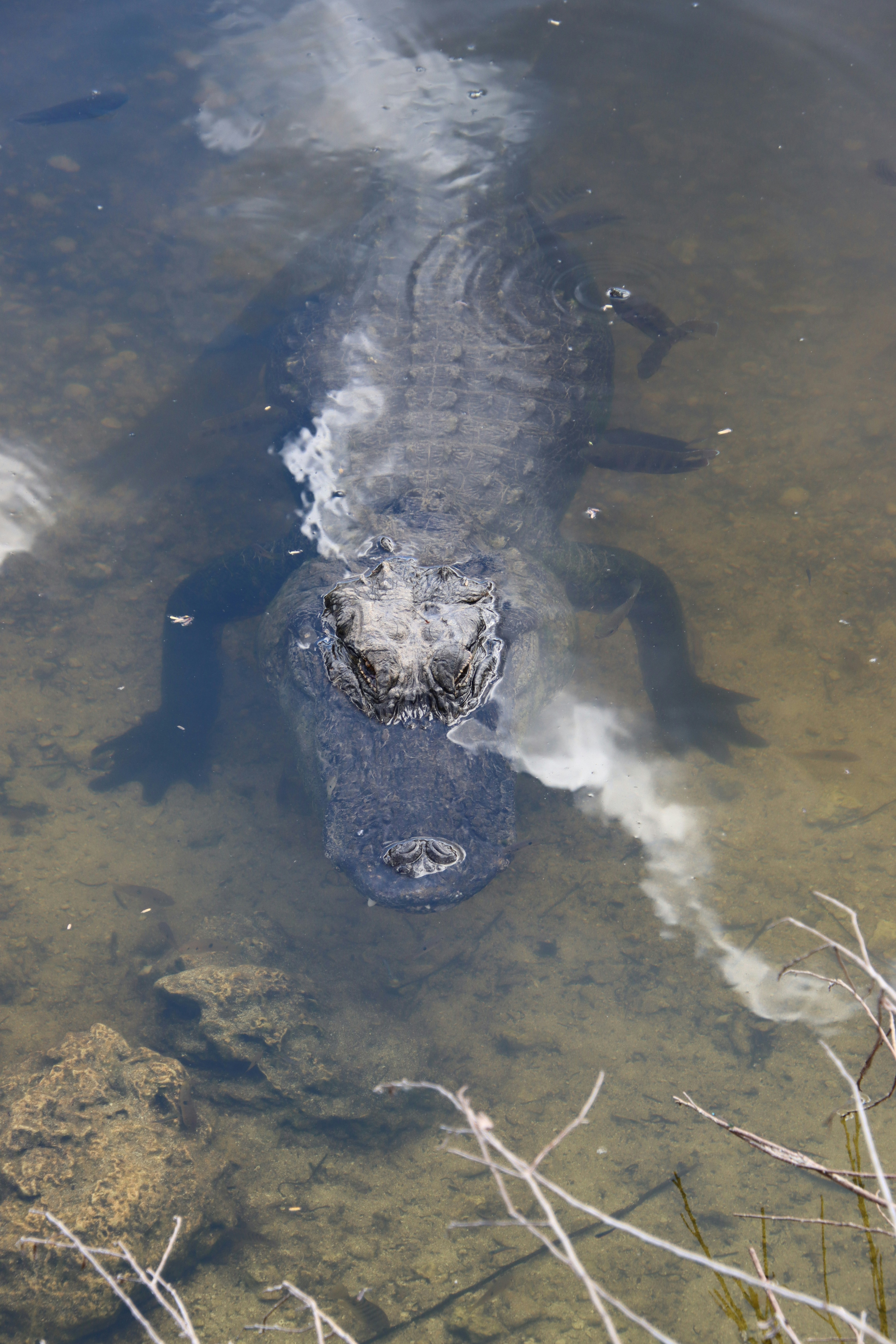 A large alligator swimming in a body of water photo – Free Grey Image ...